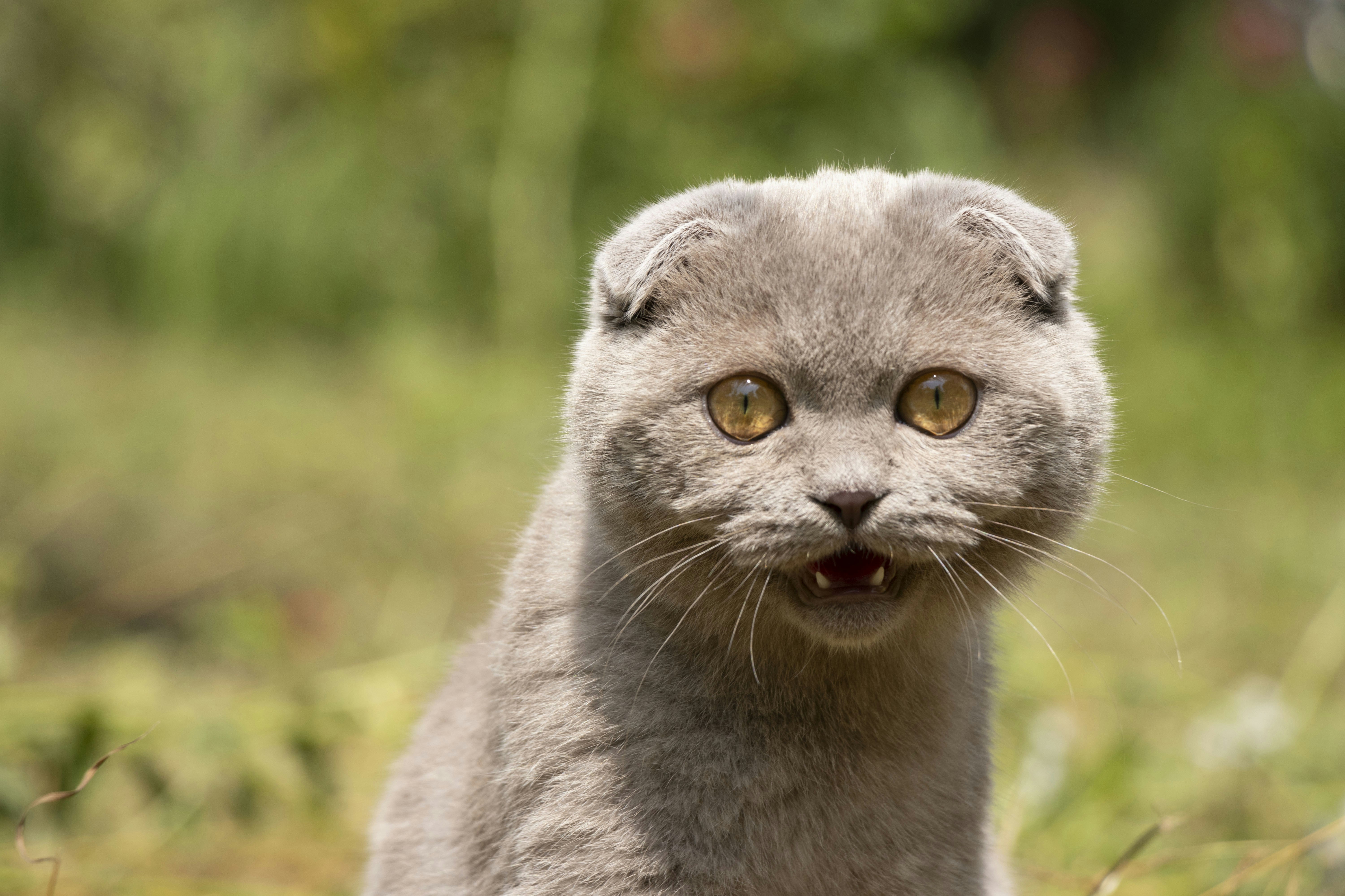 Curious Kitten Portrait: Soft Focus, Sharp Gaze