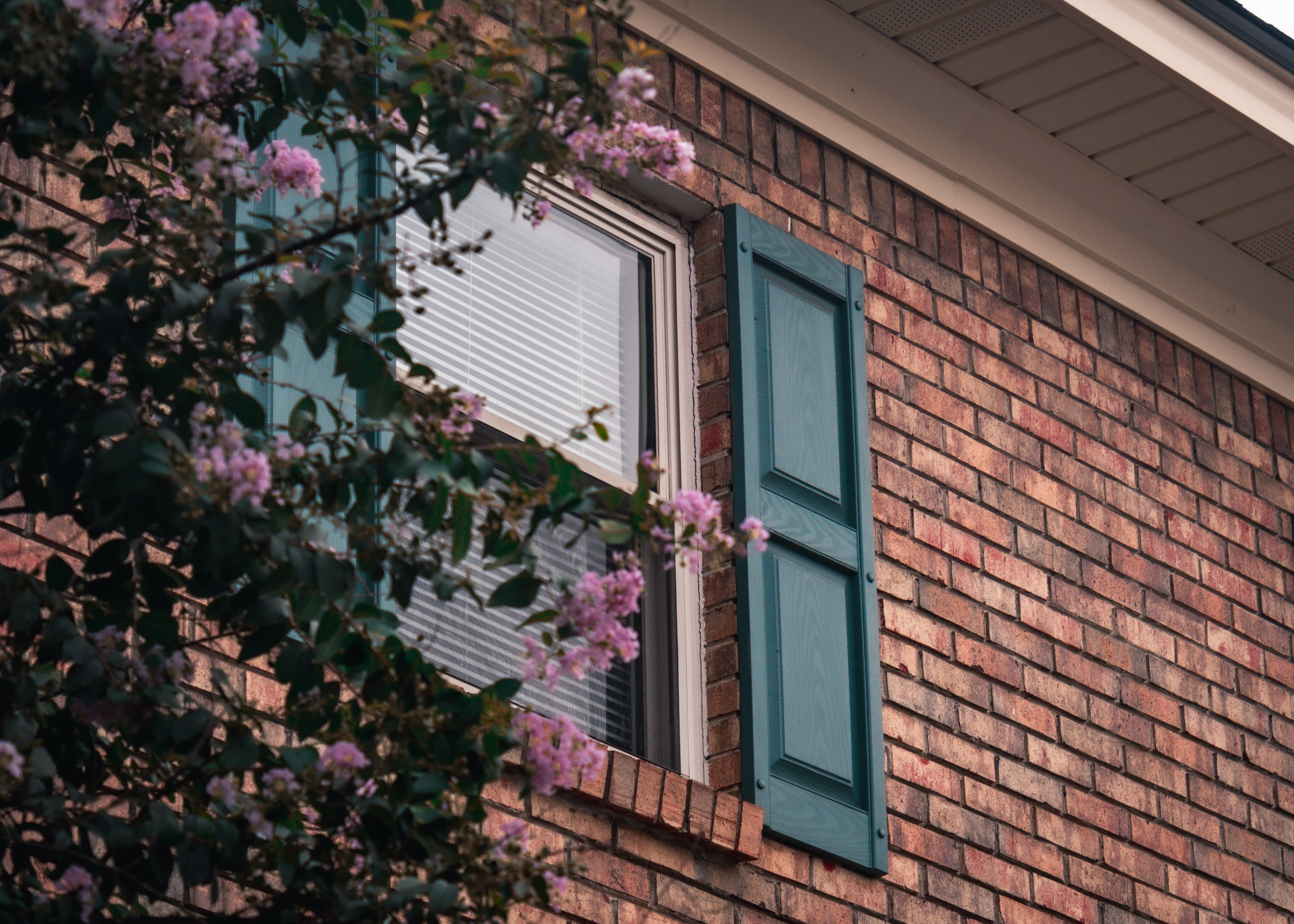 Teal Shutter Window Amid Pink Blooms on Brick Facade