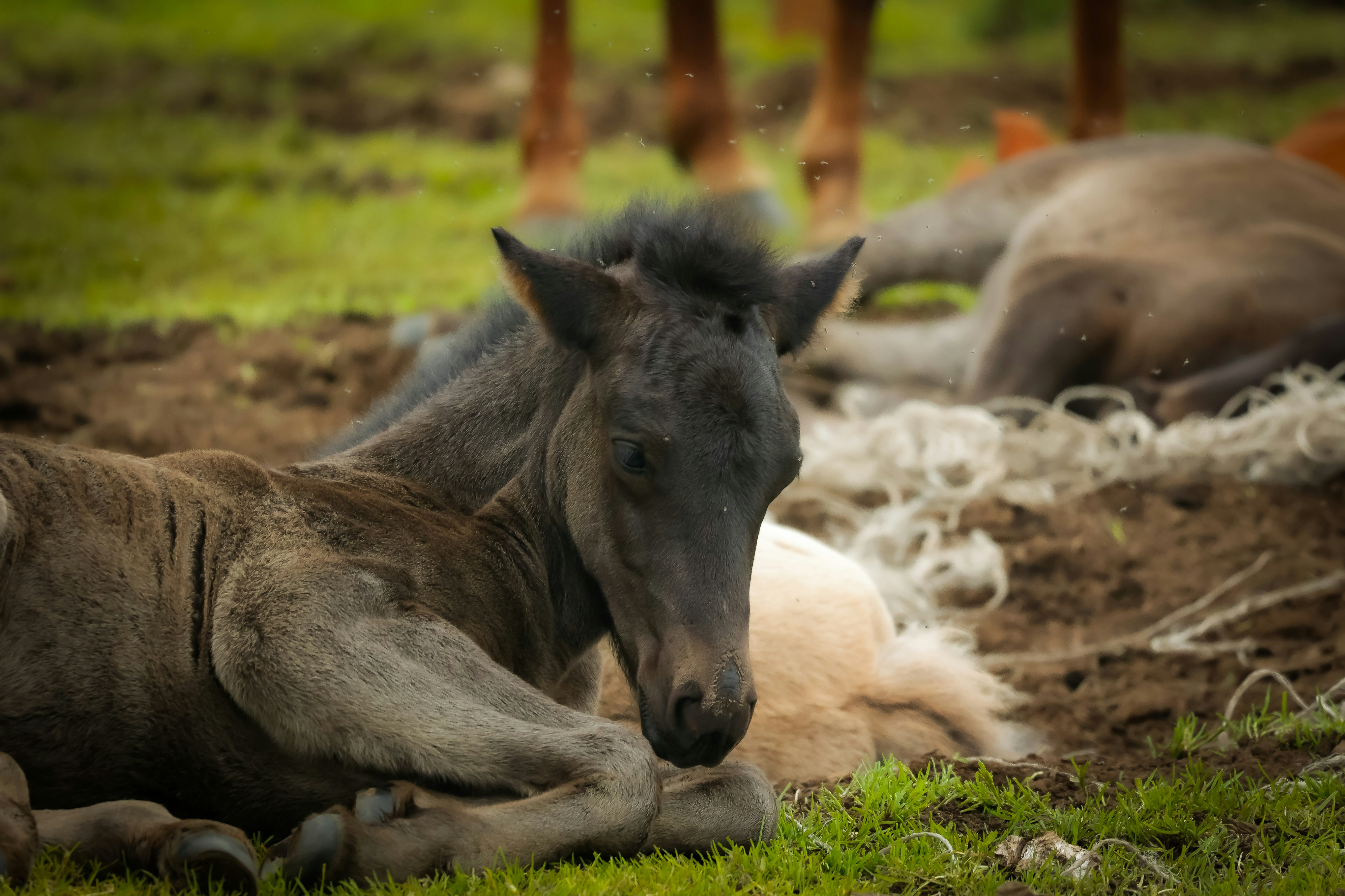 Dark-maned mare rests in a sun-warmed pasture among pale companions