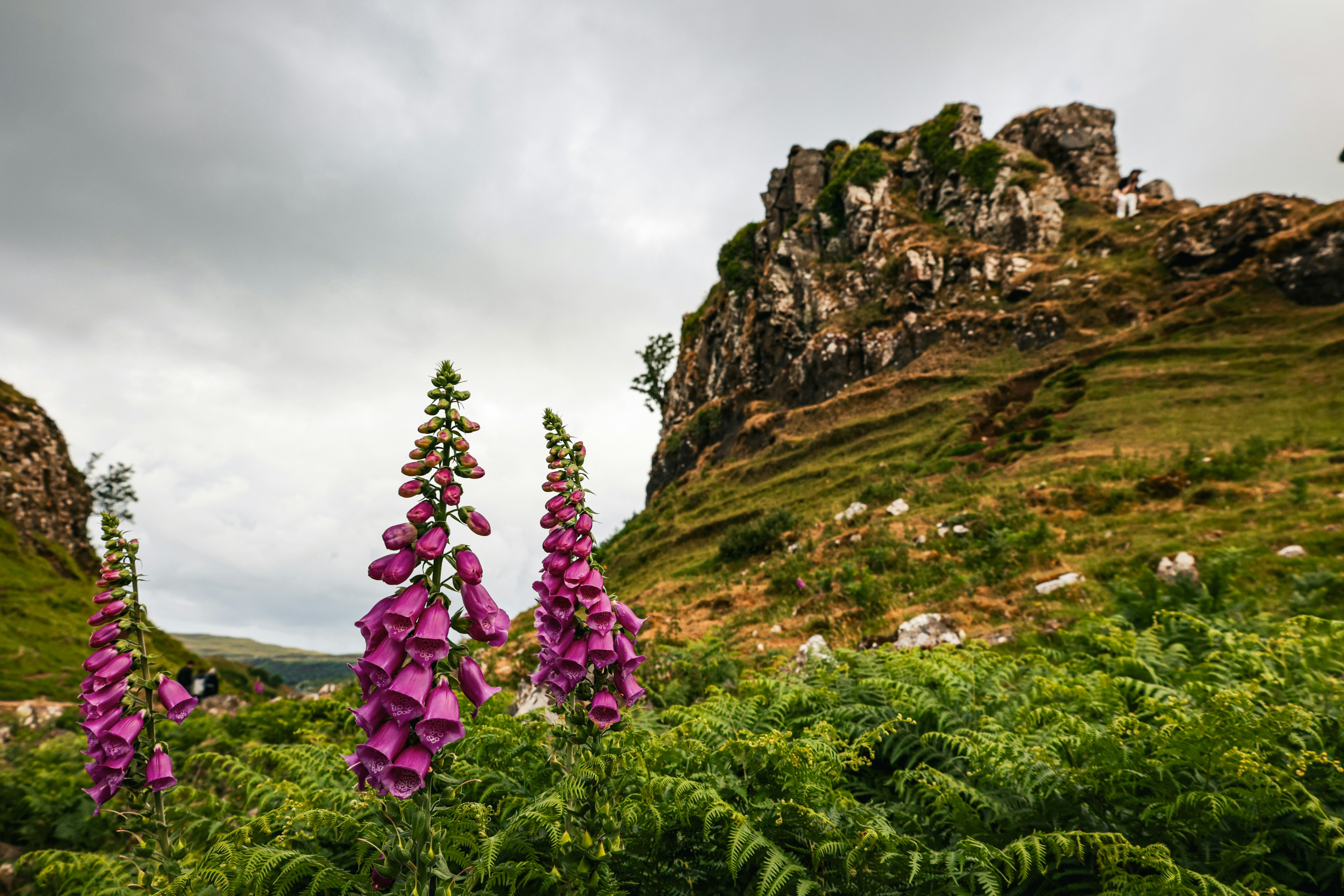 Foxglove Spires Guard a Fern-Lined Ridge