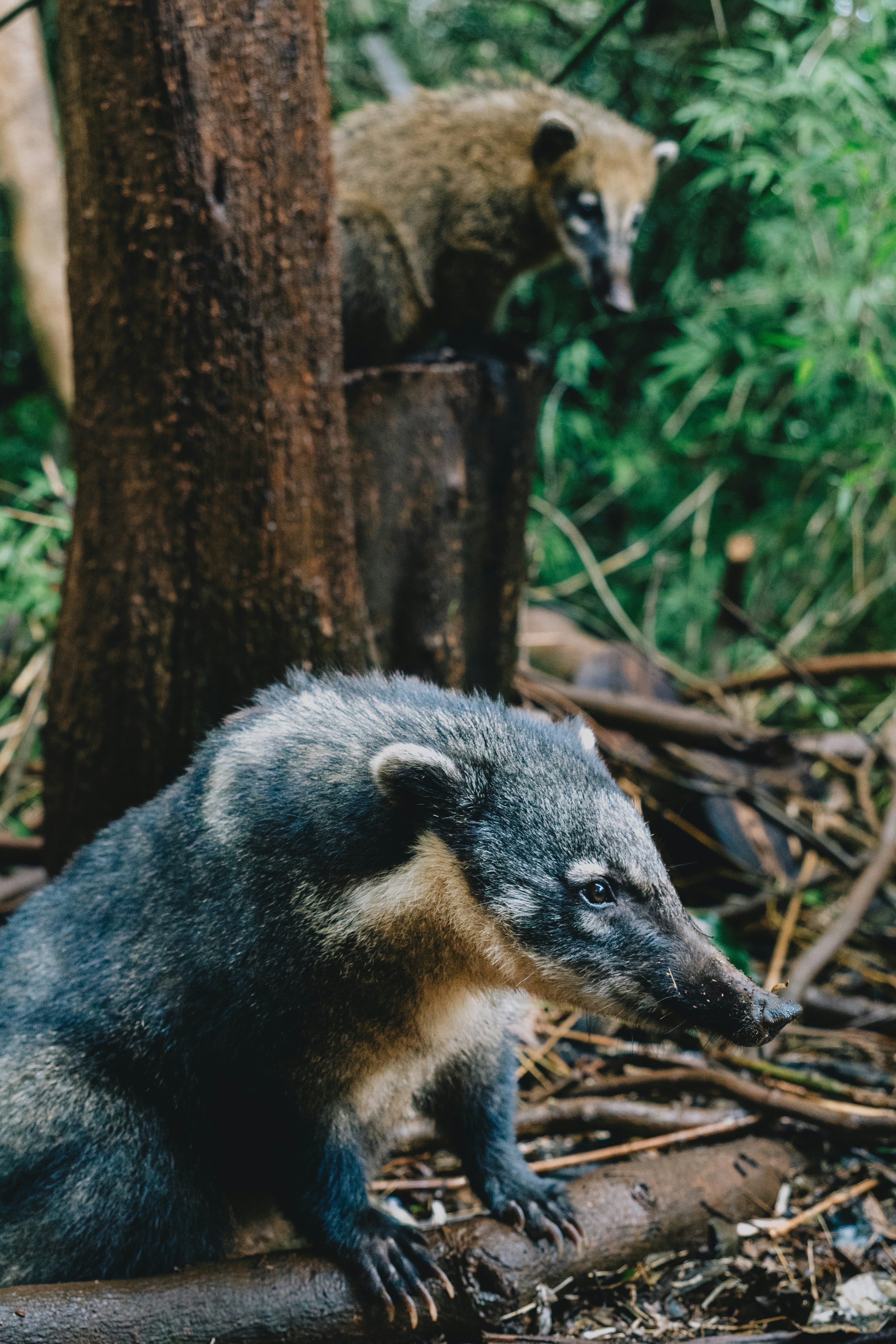 Juvenile coati and a wary watcher in a rain-soaked forest