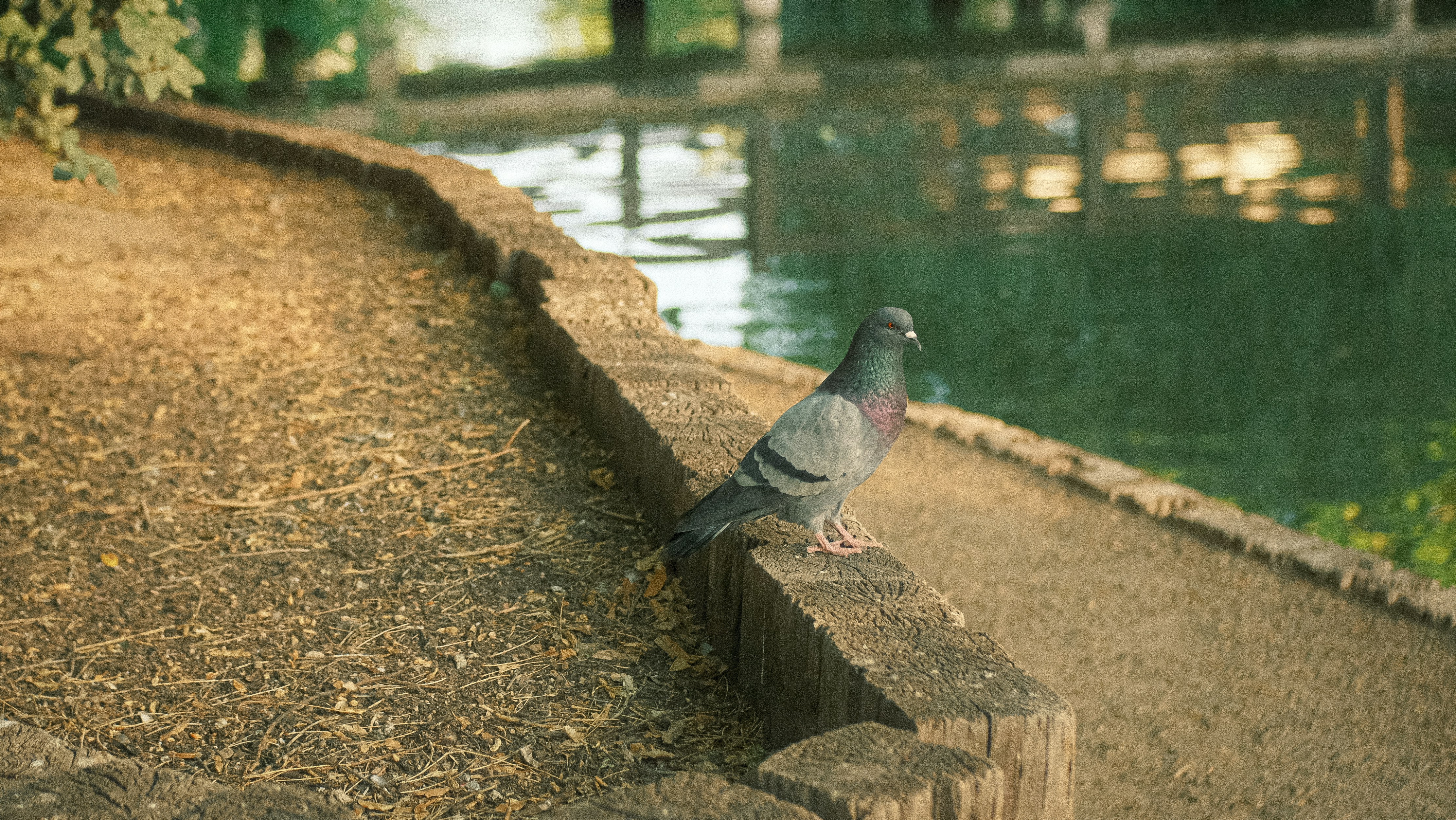 Pigeon Perch by the Pond: A Quiet Riverside Park Moment