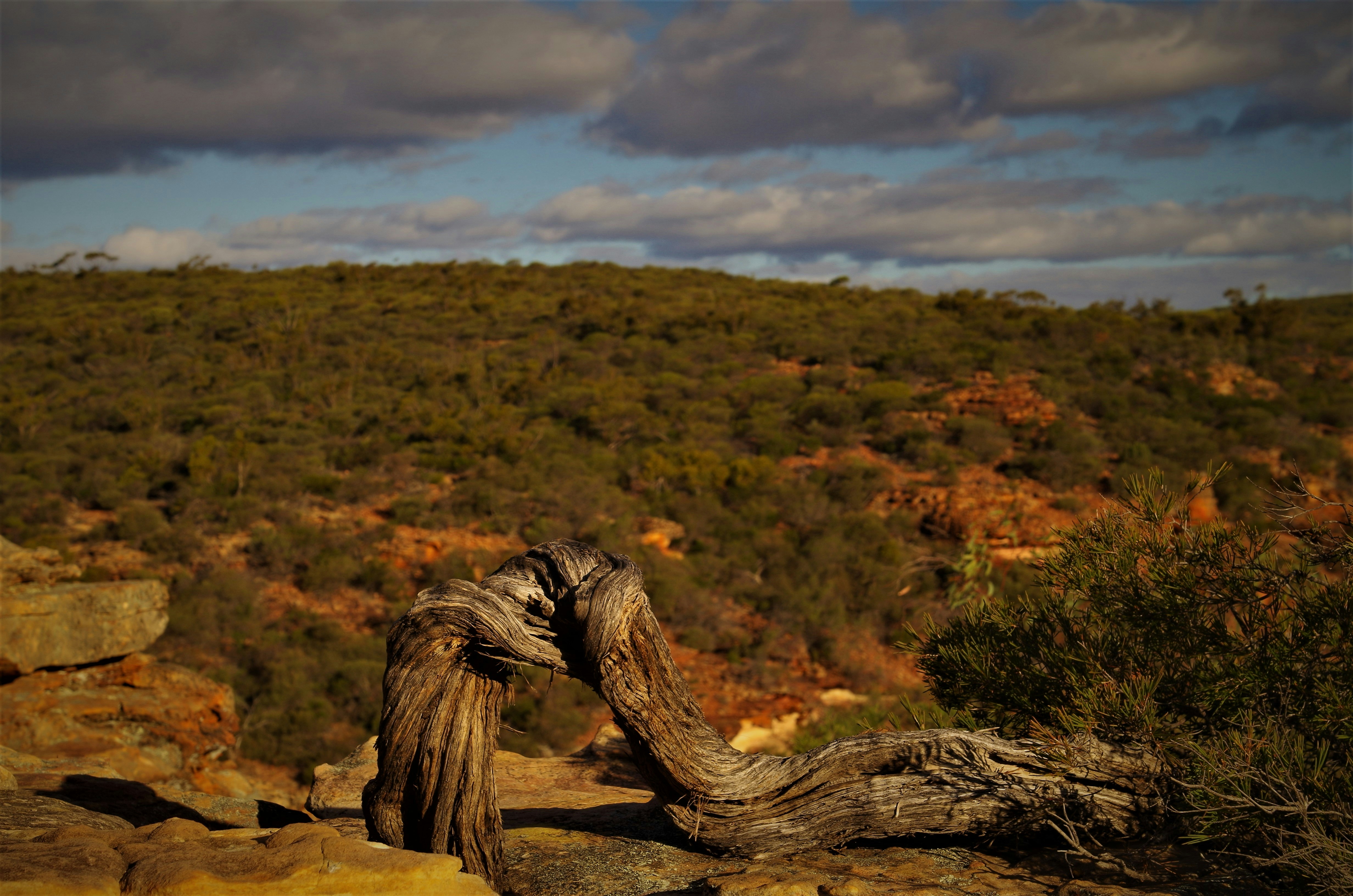 Desert Driftwood: A Weathered Curve Framing the Red Hills