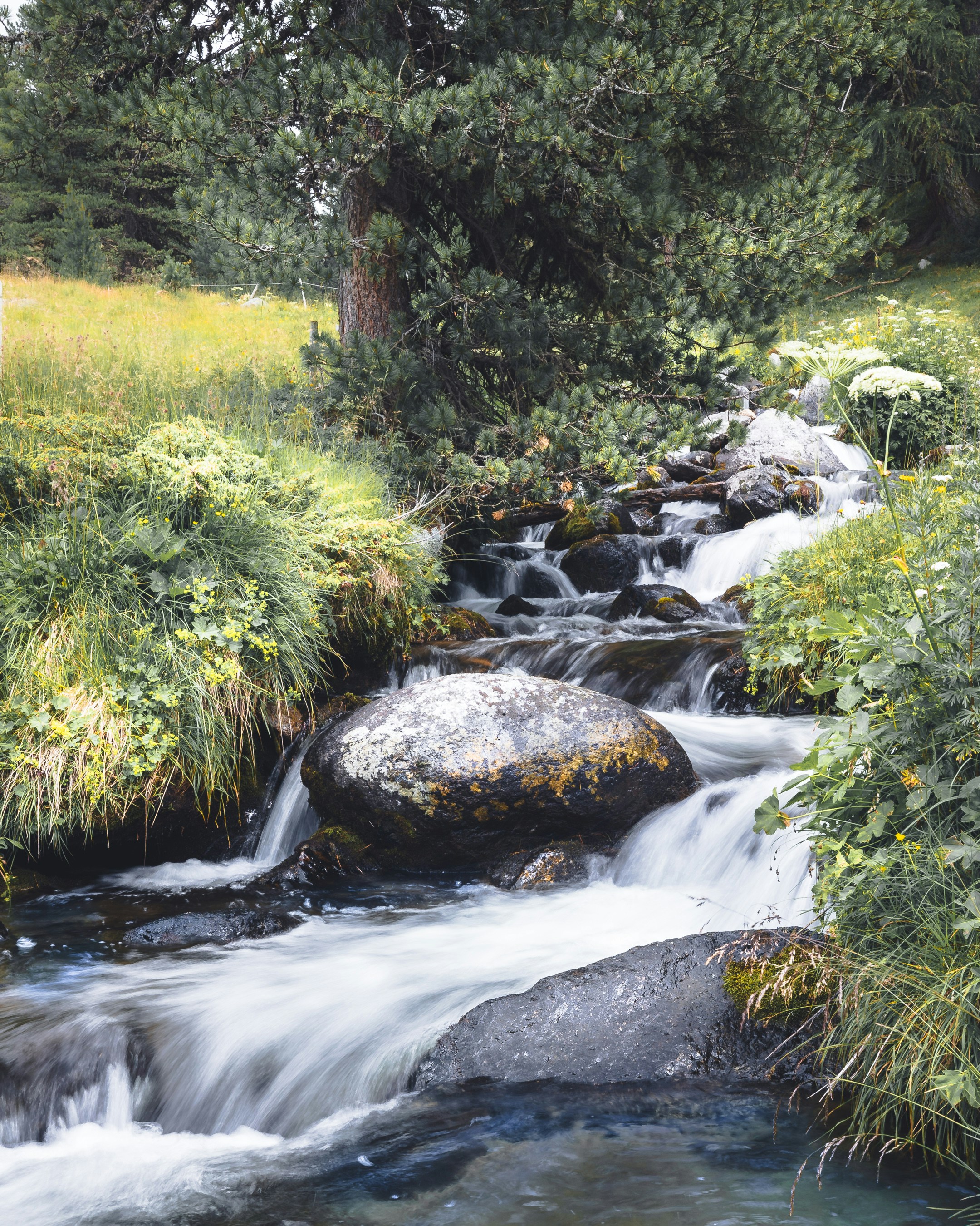 Whispering Cascade Through the Alpine Meadow