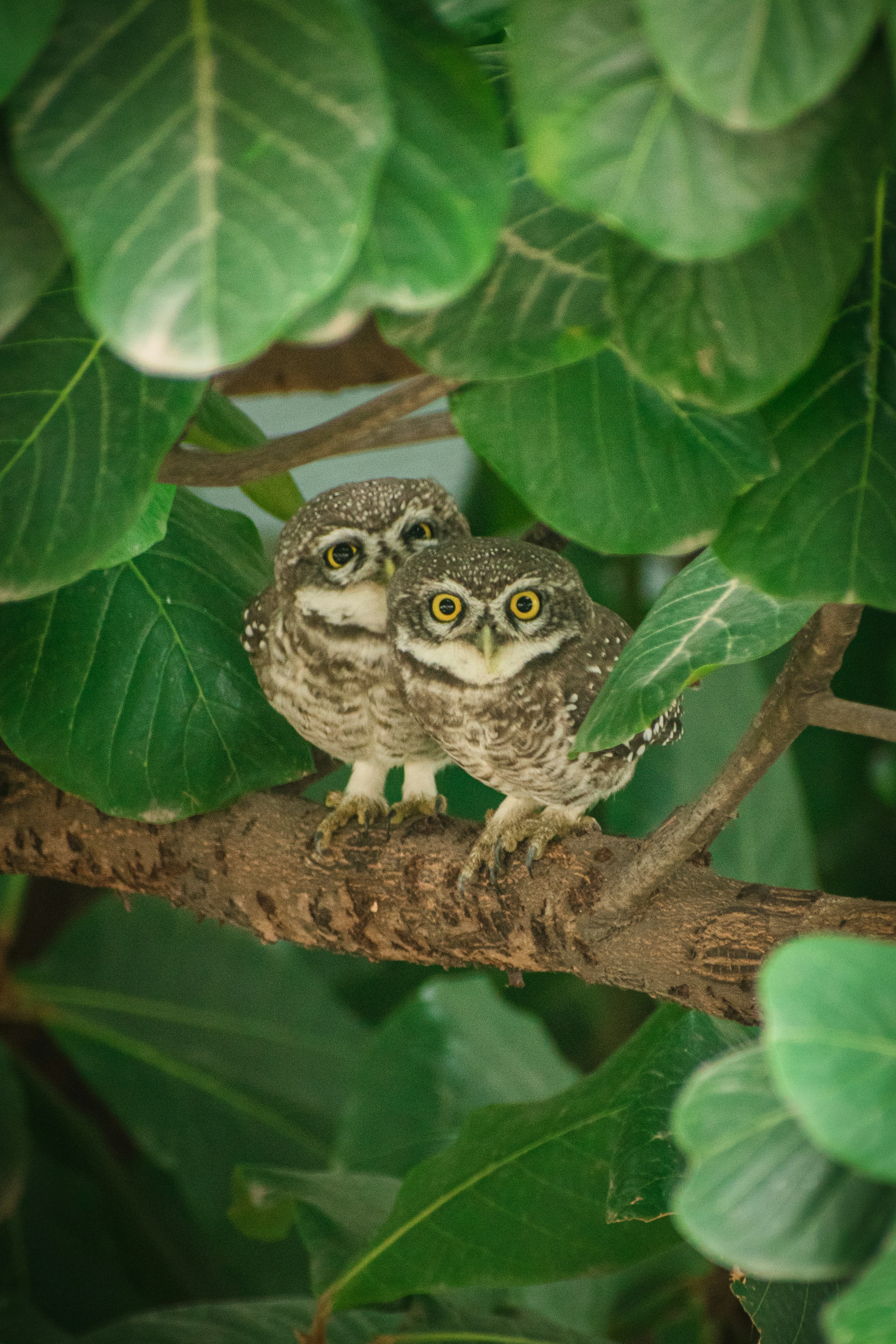 Dos pequeños búhos sentados en la rama de un árbol foto – Imagen de ...