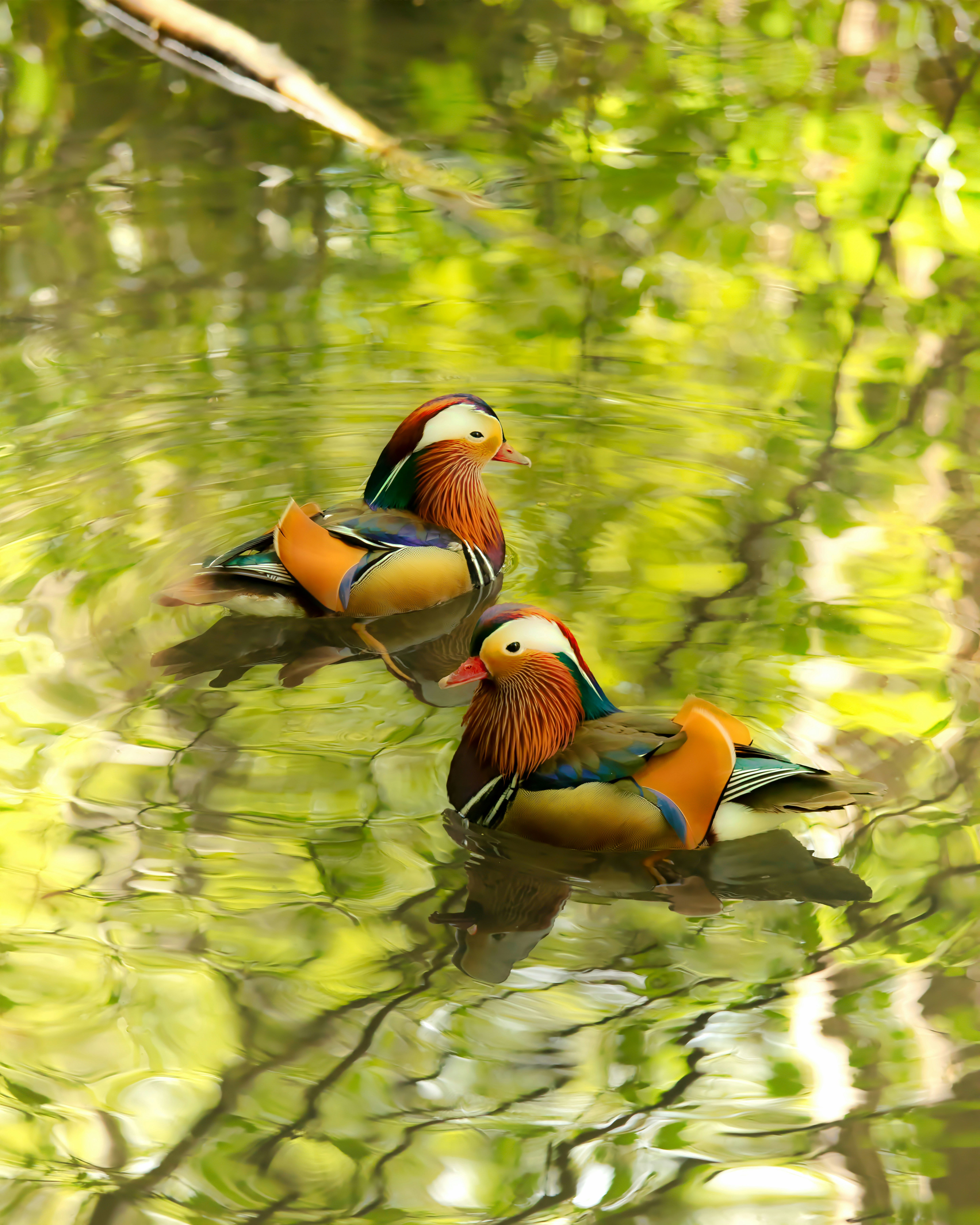 Twin Mandarin Ducks Amid Gentle Ripples and Dappled Light