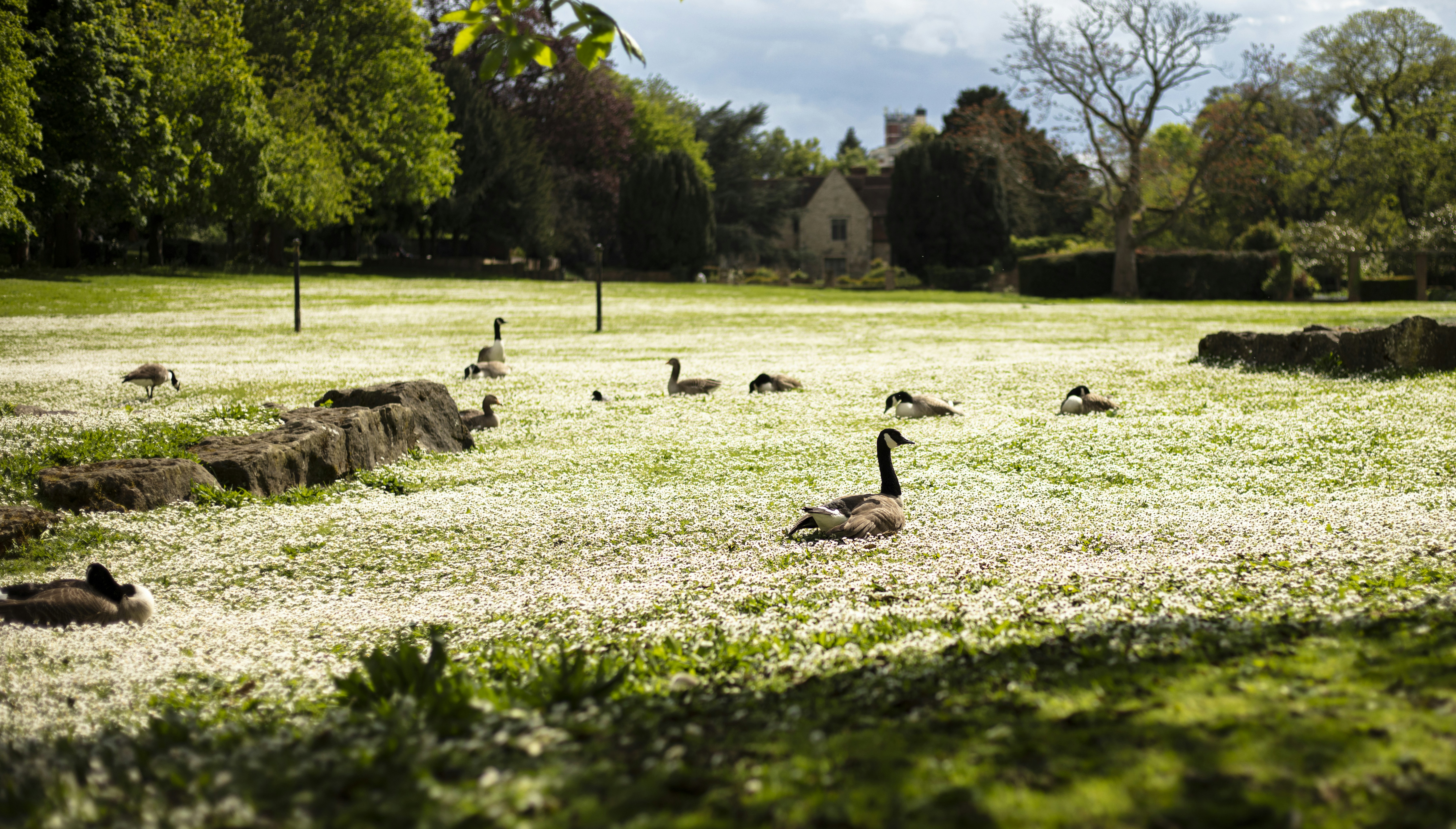 Ducks at Rest under a Sunlit Park