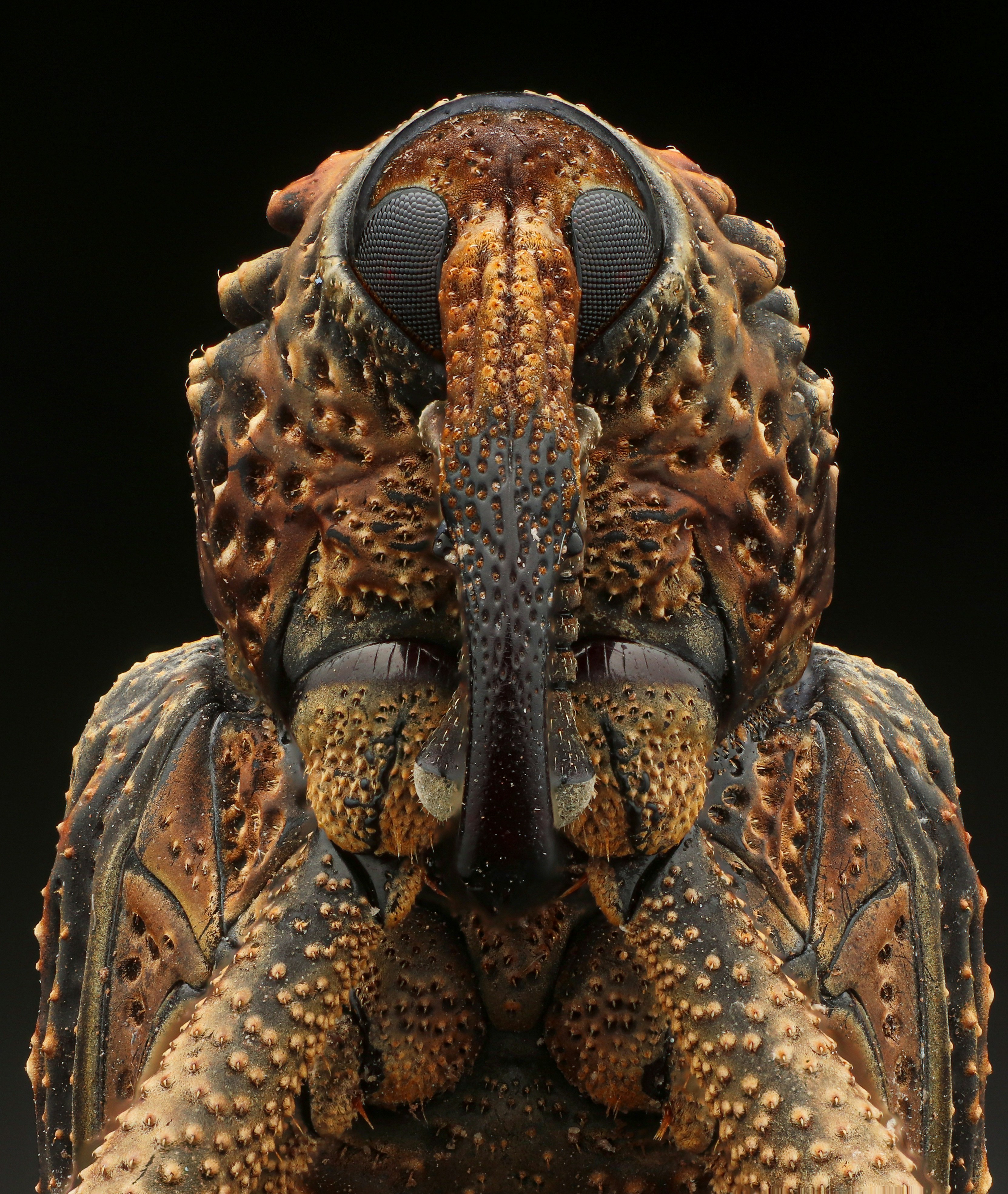 A close up of a strange looking animal photo – Free Animal Image on ...
