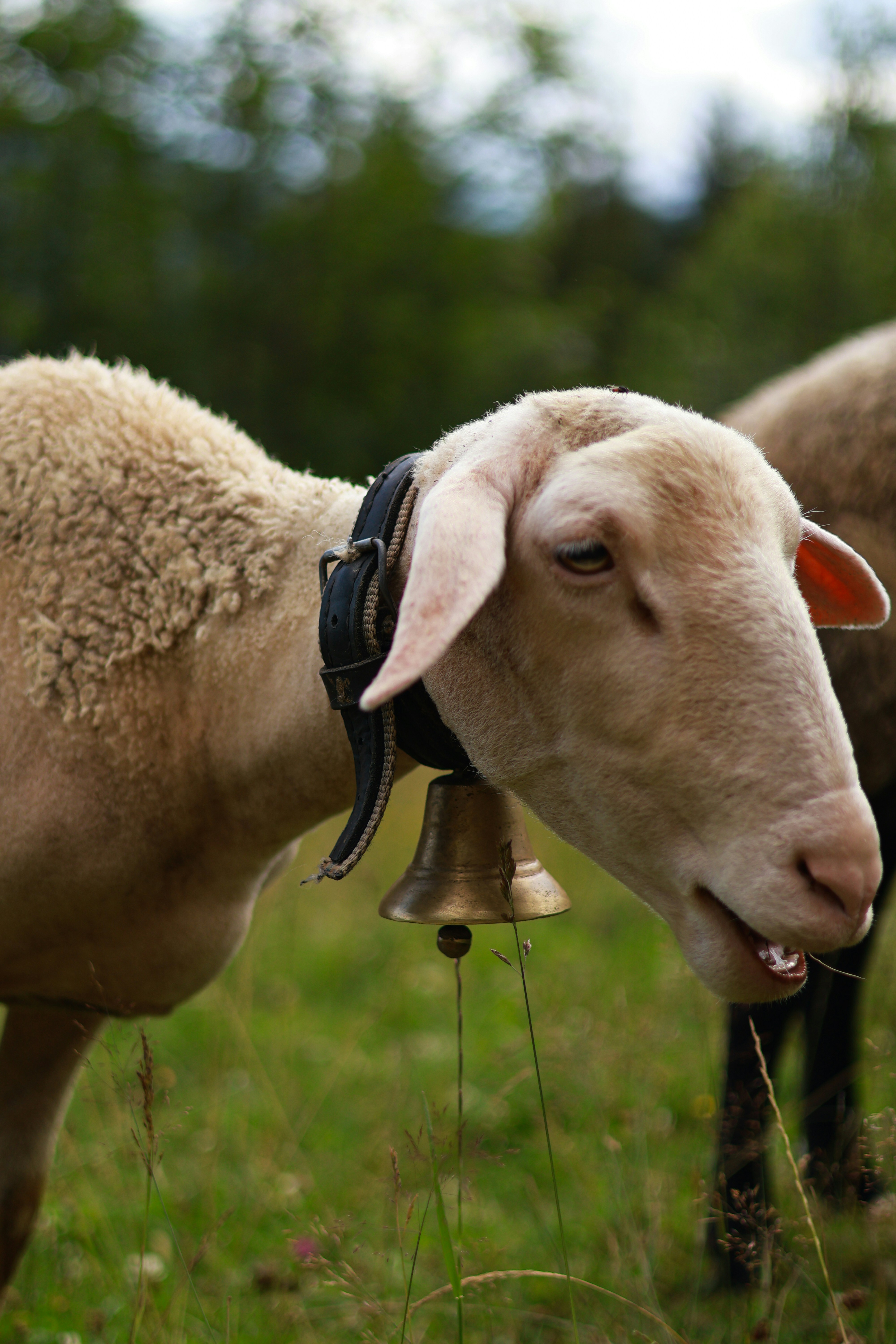Bell-adorned grazing: calm sheep profile in a sunlit field