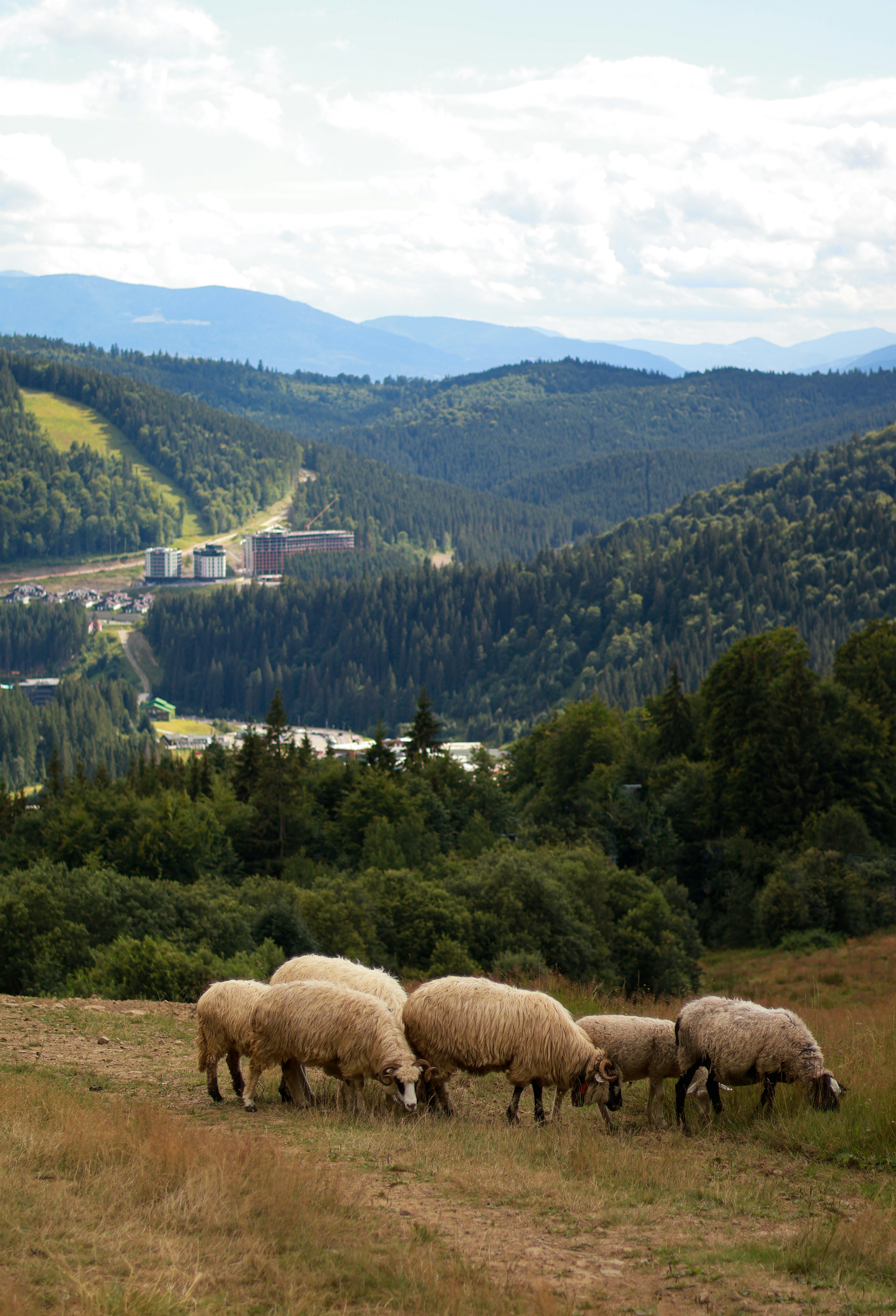Herd of Sheep in a Rolling Alpine Meadow with Forested Valleys