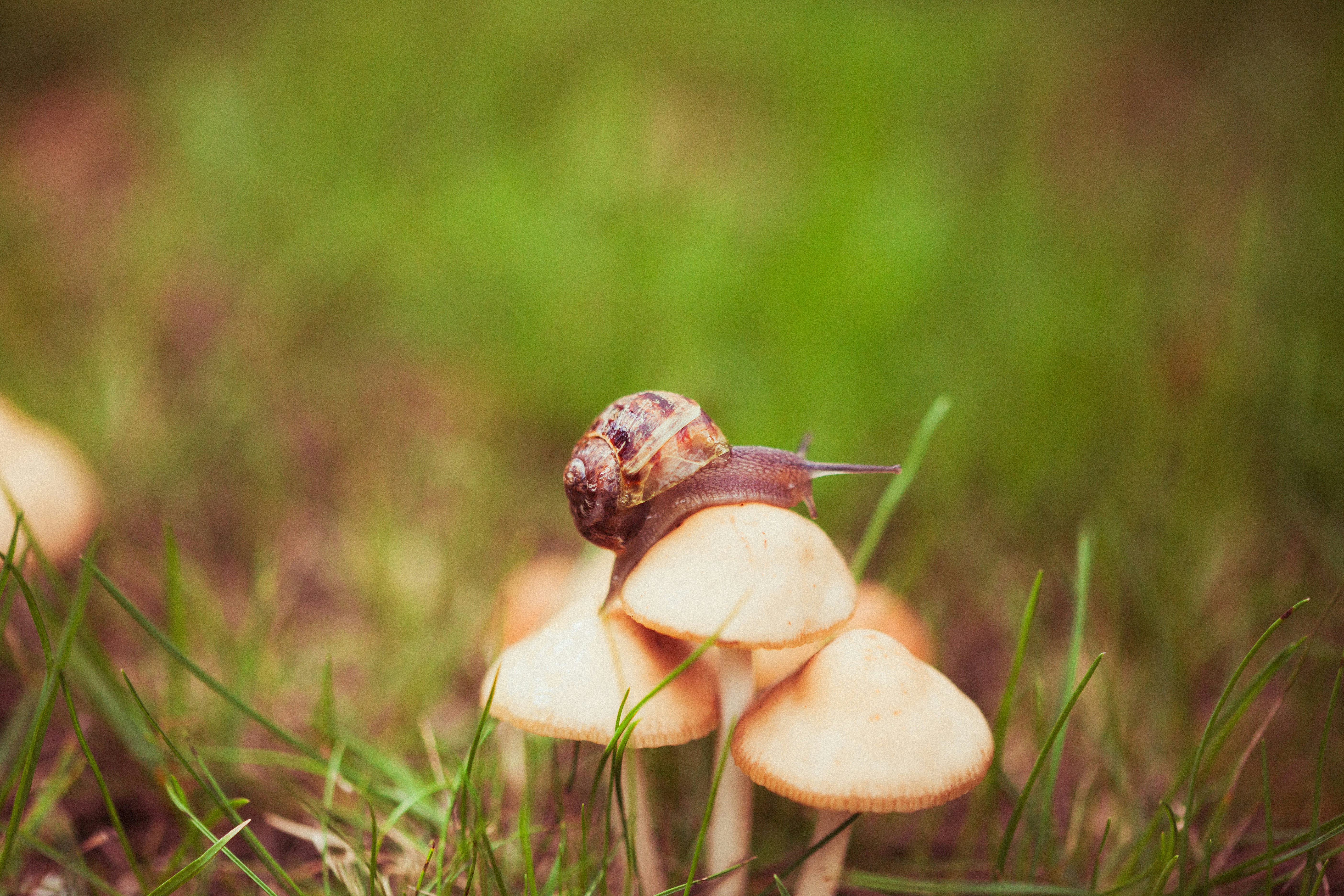 Micro Summit: A Snail's Quiet Ascent on Mushroom Pillars