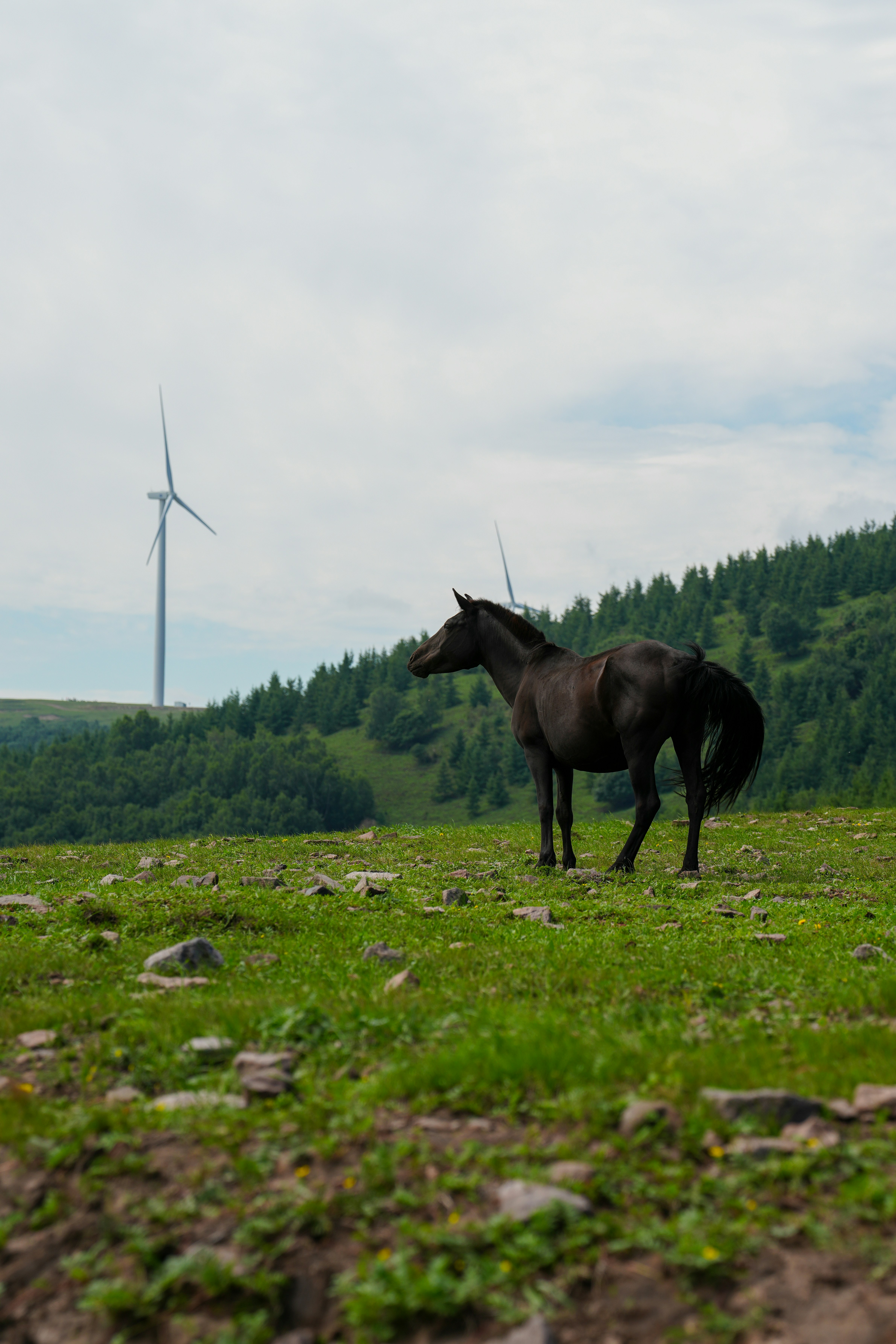 Black Stallion at the Edge of a Windswept Pasture Under Towering Turbines