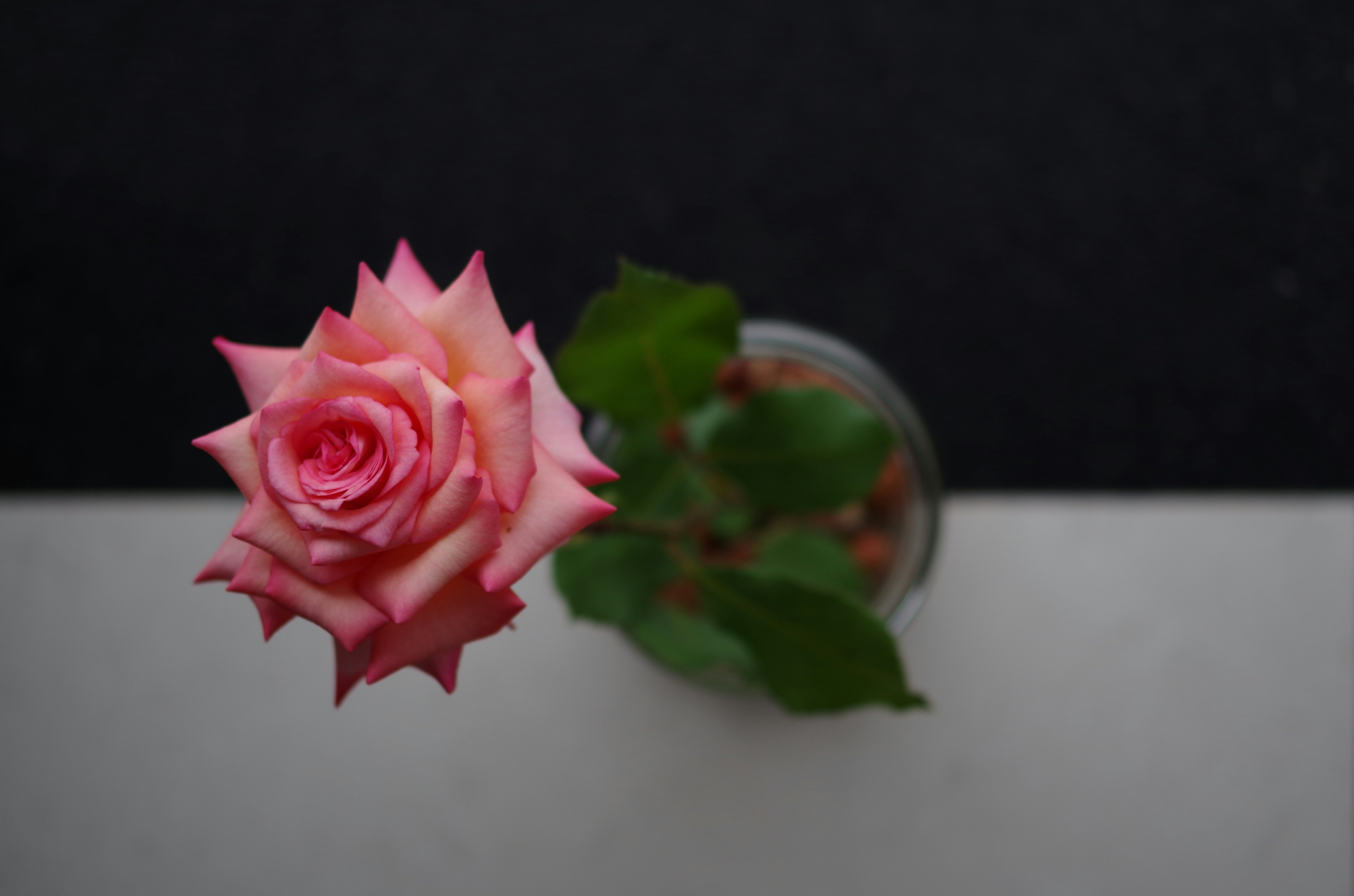 Top-Down Bloom: Pink Rose on a Minimalist Desk