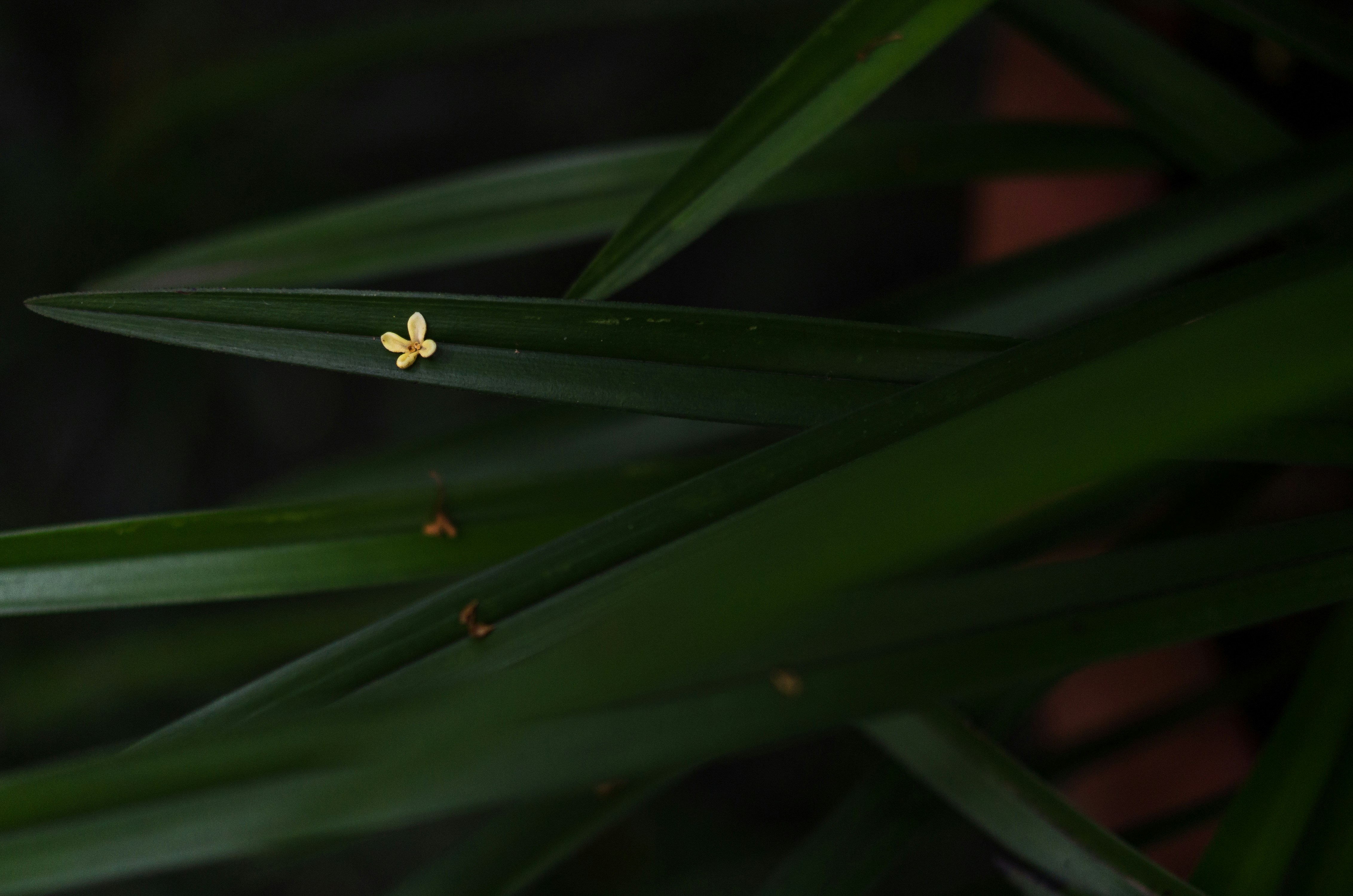 Lone Yellow Floret on a Shadowed Green Blade