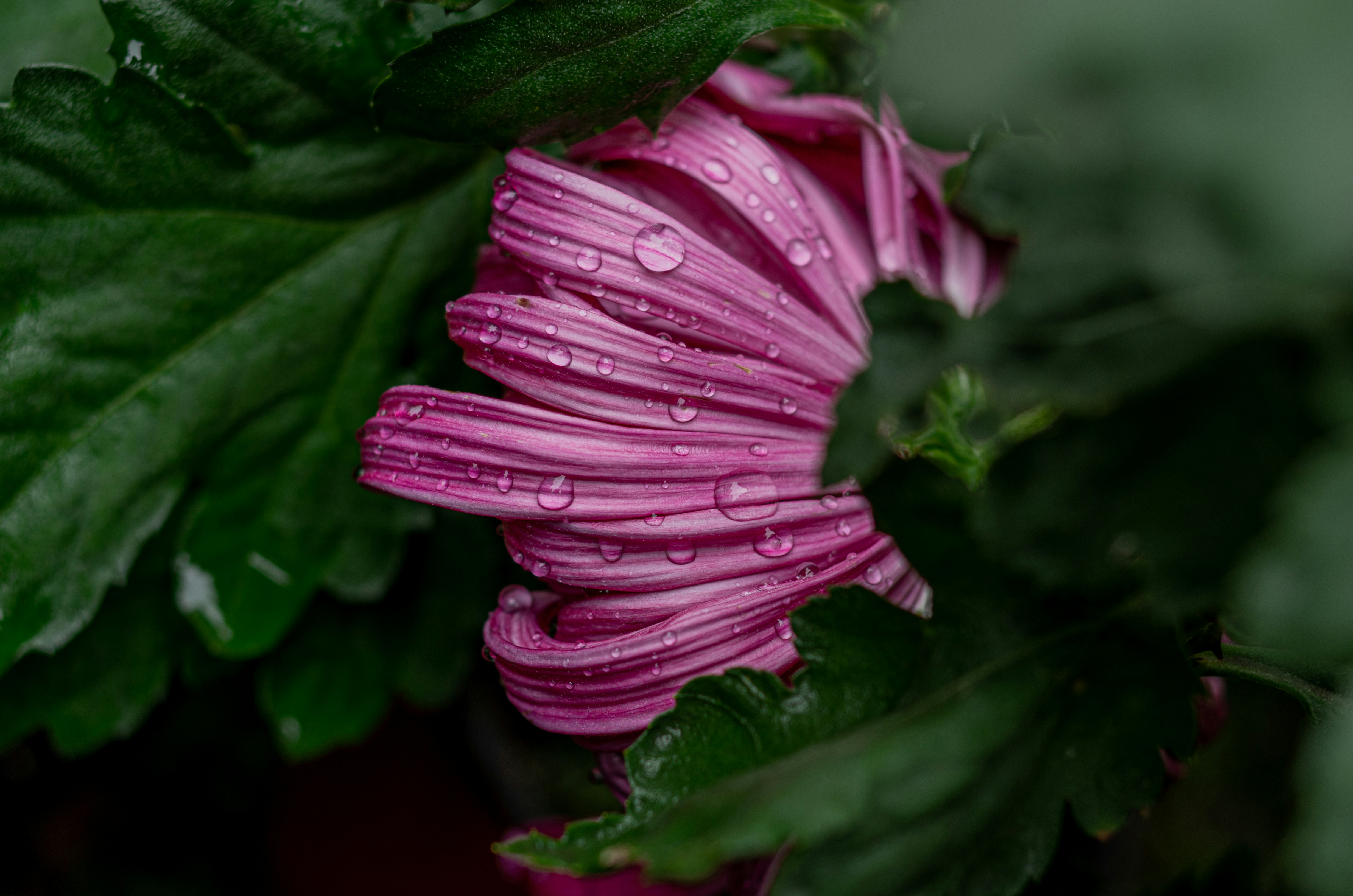 Rain-Kissed Ribbon: Macro Portrait of a Pink Petal