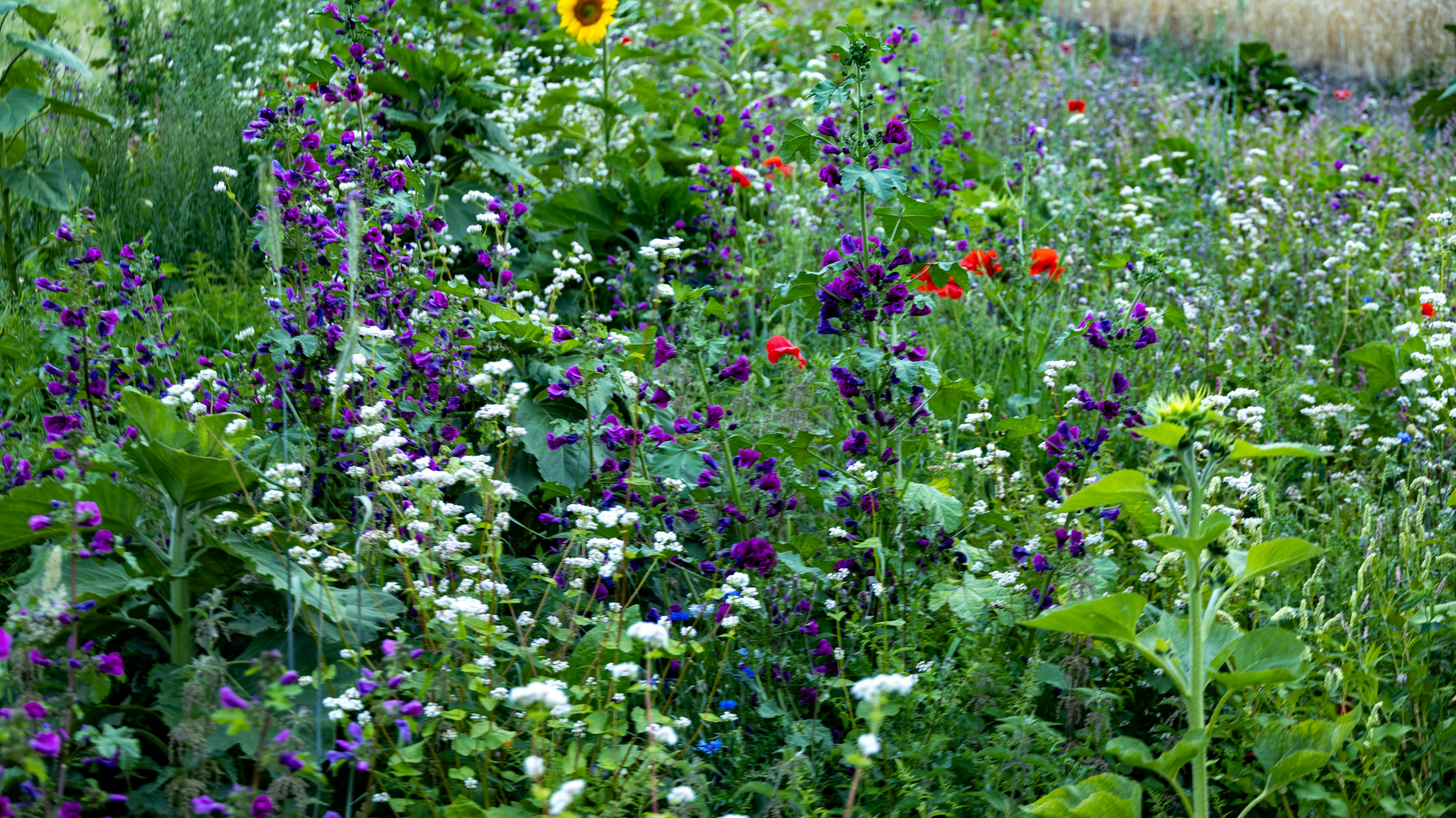 Foto Ladang yang penuh dengan bunga dan rumput dengan bunga kuning di ...