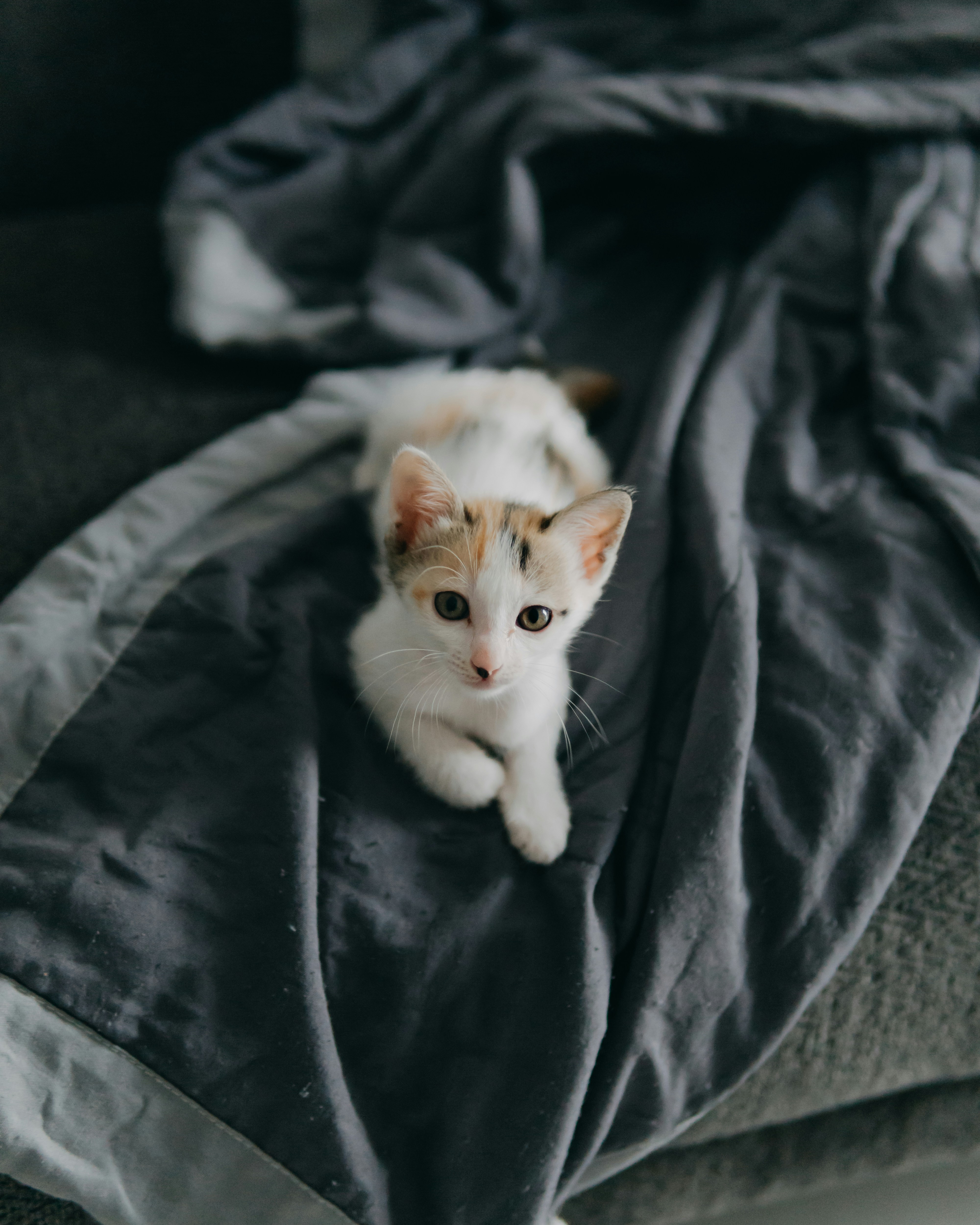 Curious Calico on a Cozy Cloak of Gray