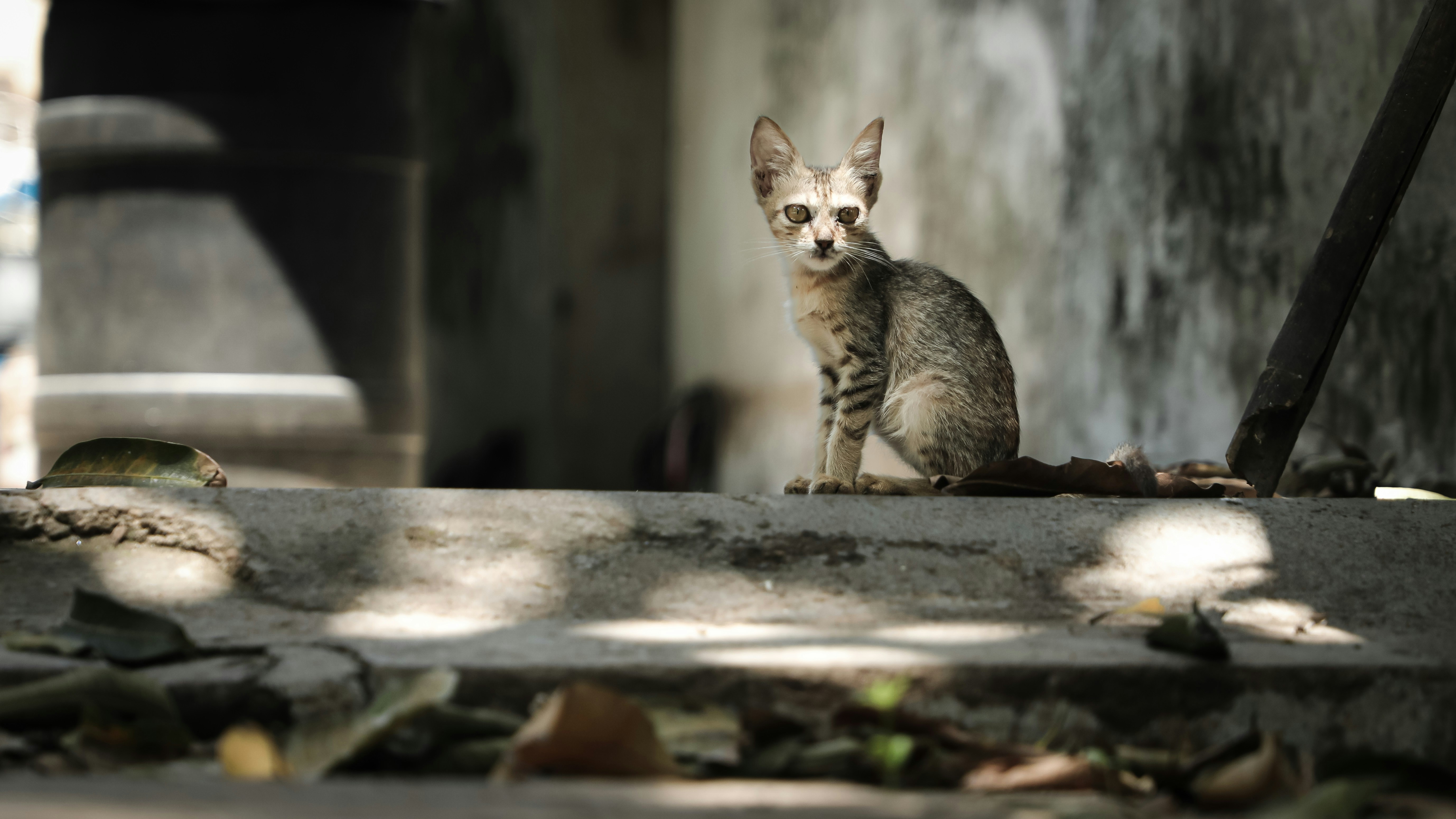 Dappled Vigil: A Lone Alley Kitten on a Sunlit Concrete Ledge
