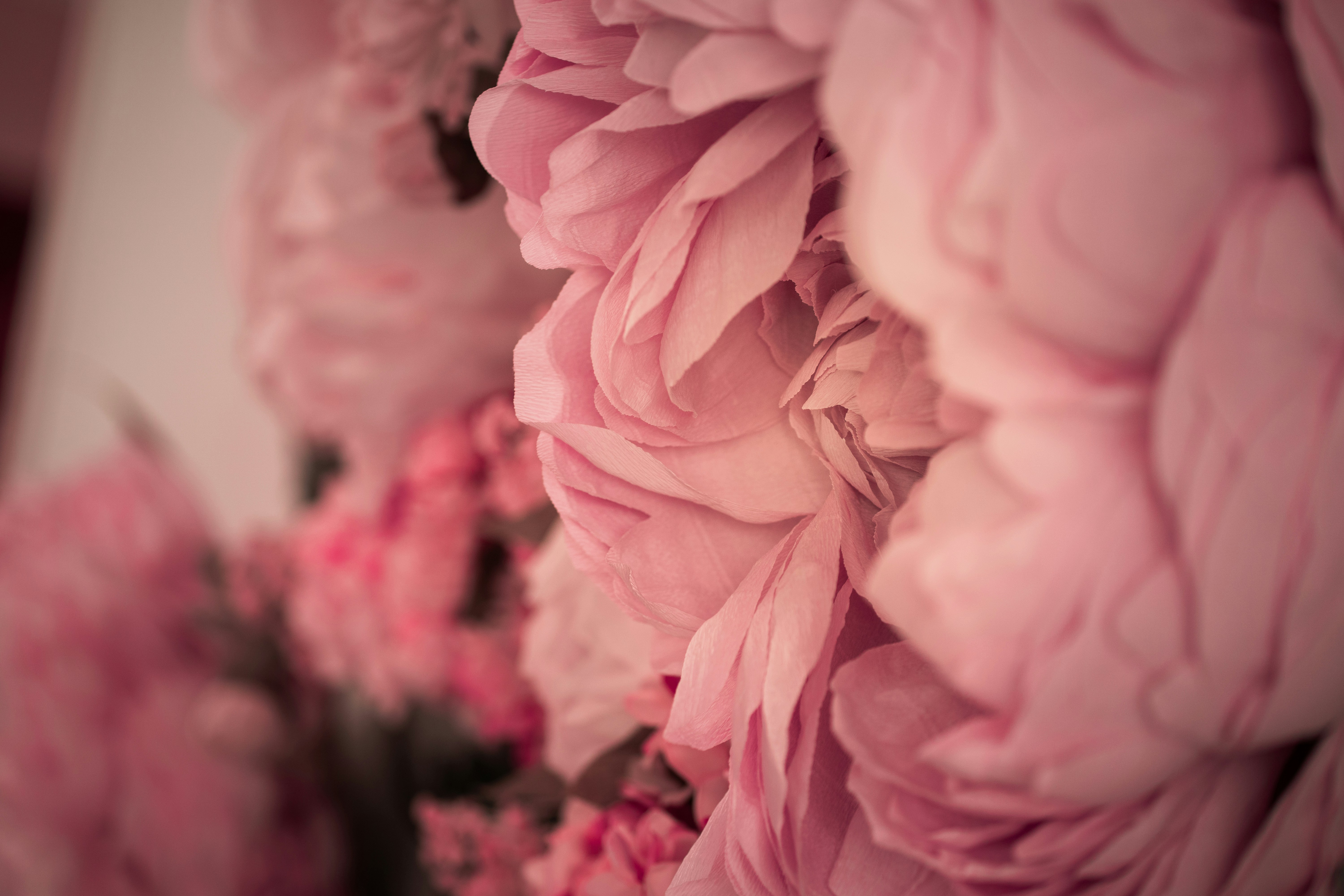 Velvet Pink Peonies: A Close-Up Study of Petal Texture