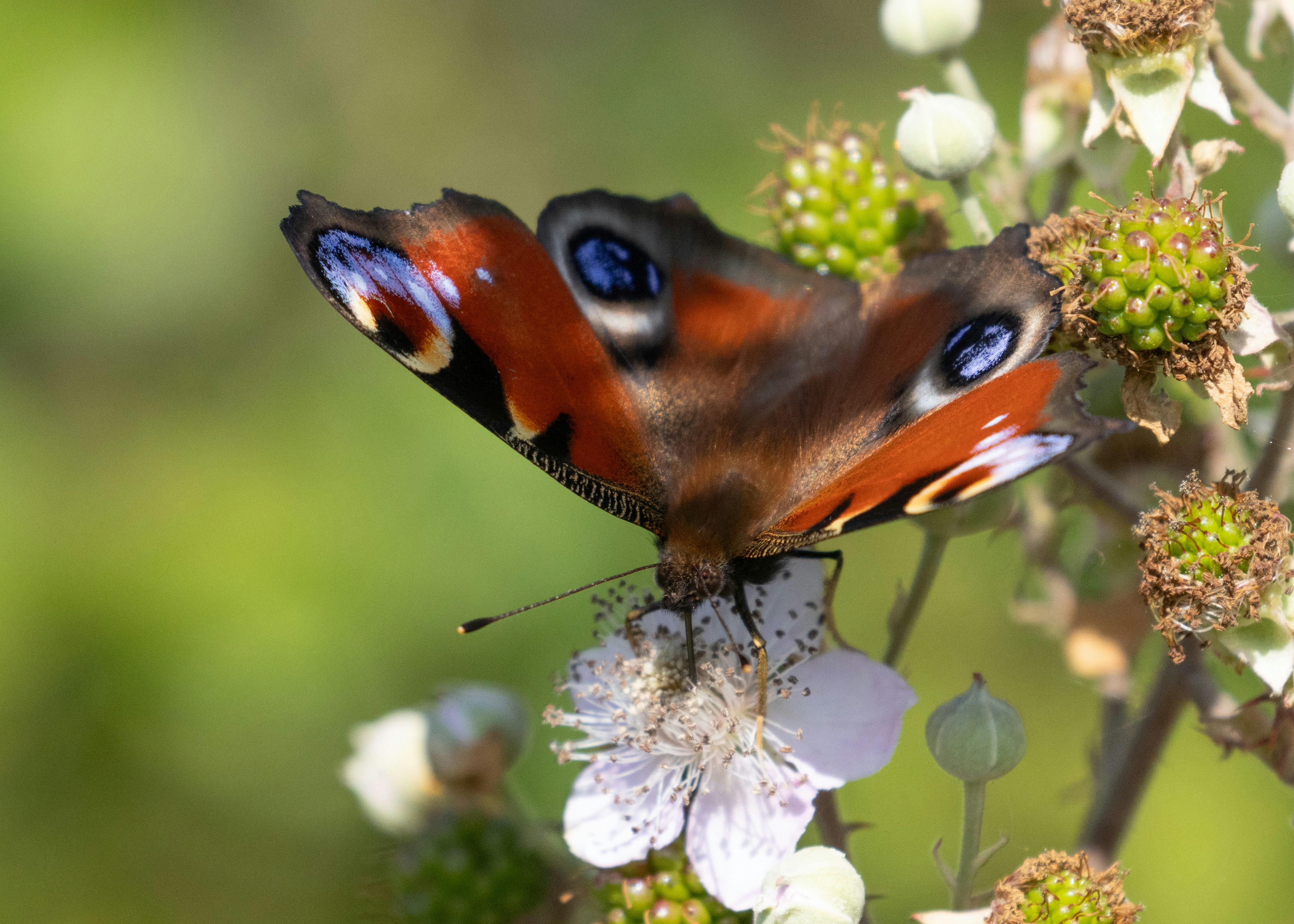 Winged jewel: Peacock butterfly on a pale wildflower