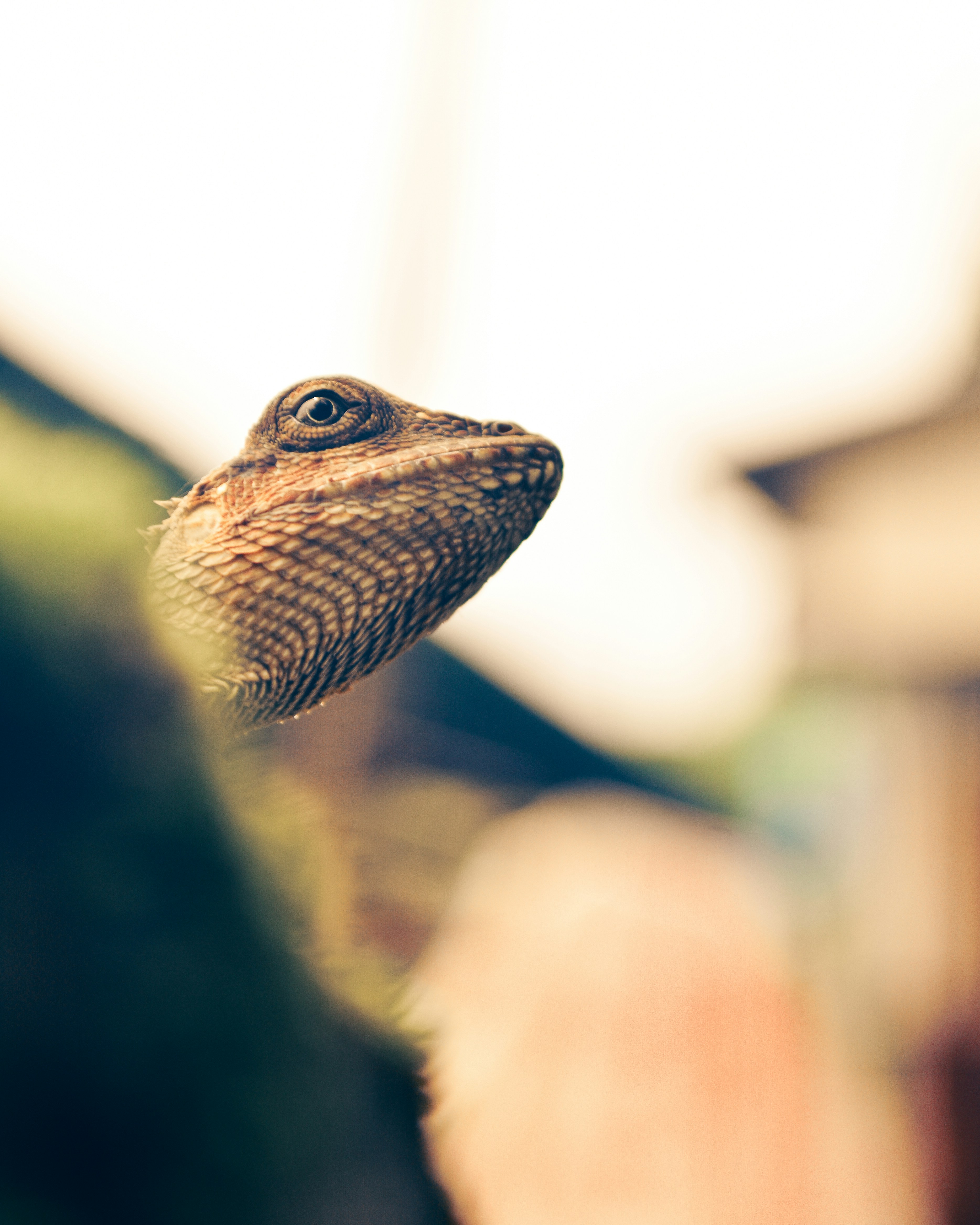 A close up of a lizard on a person's arm photo – Free Photography Image ...