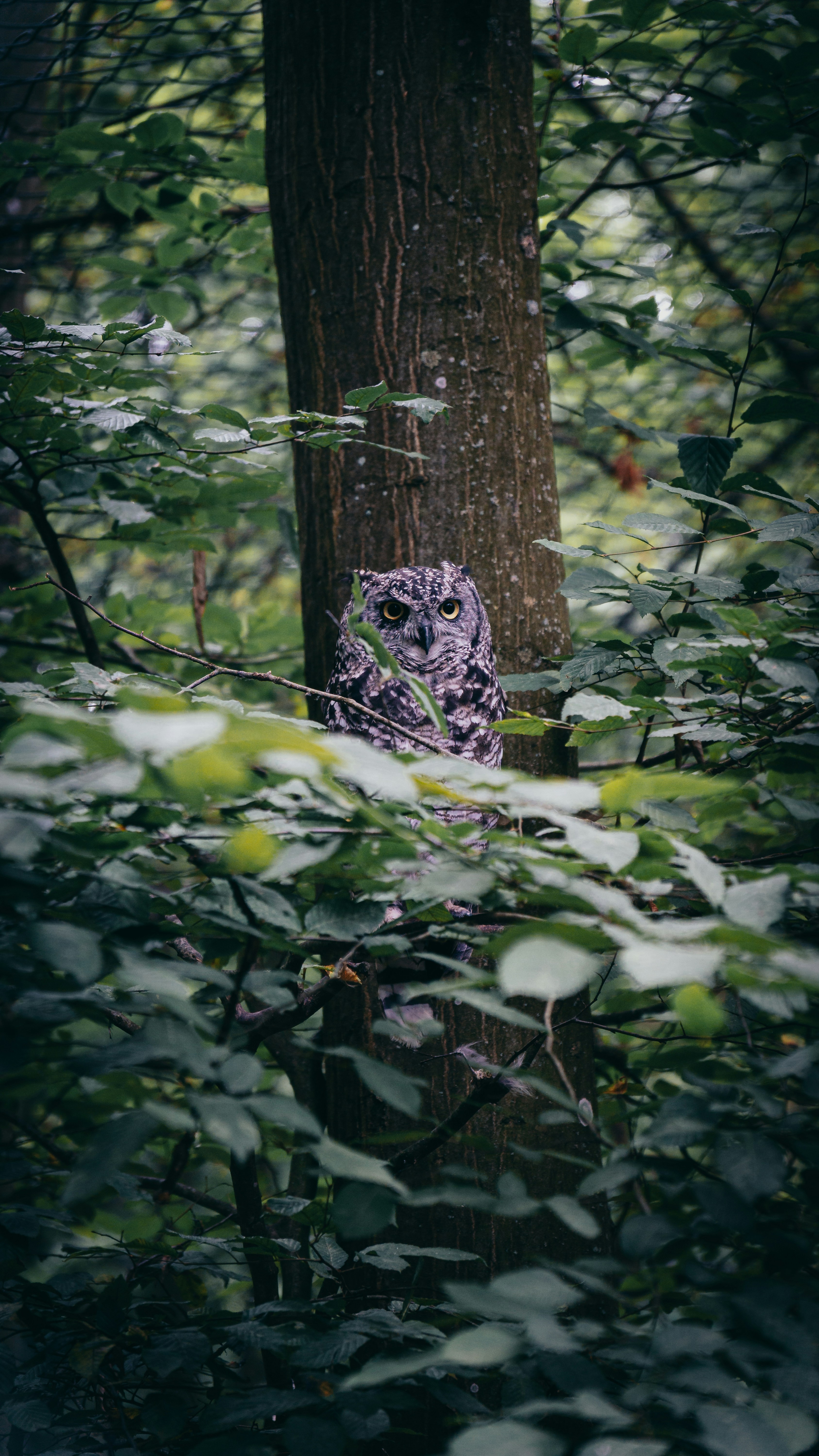 Green Veil Watcher: An Owl Framed by a Mossy Trunk