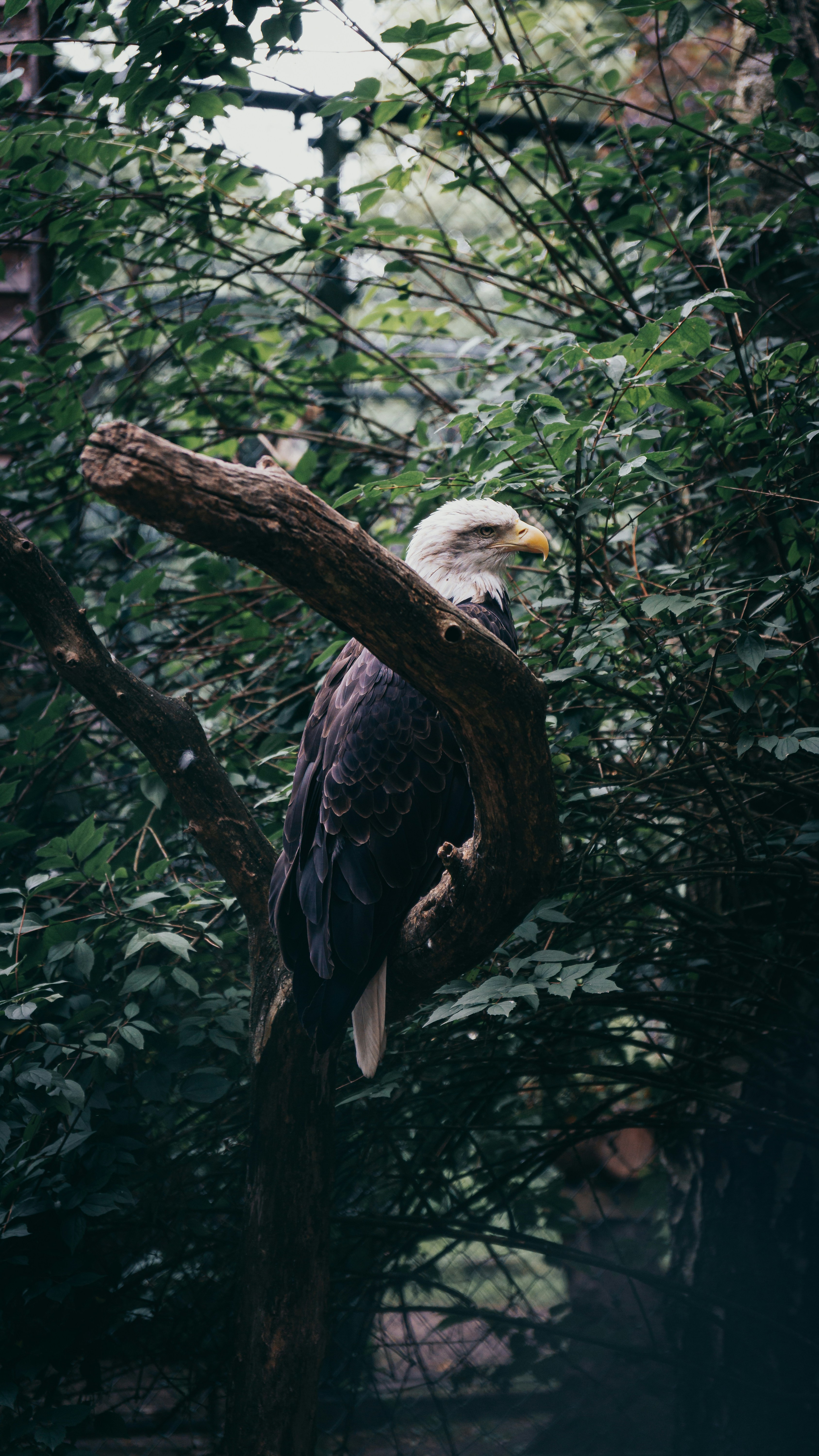 A bald eagle perched on a tree branch photo – Free Nature Image on Unsplash