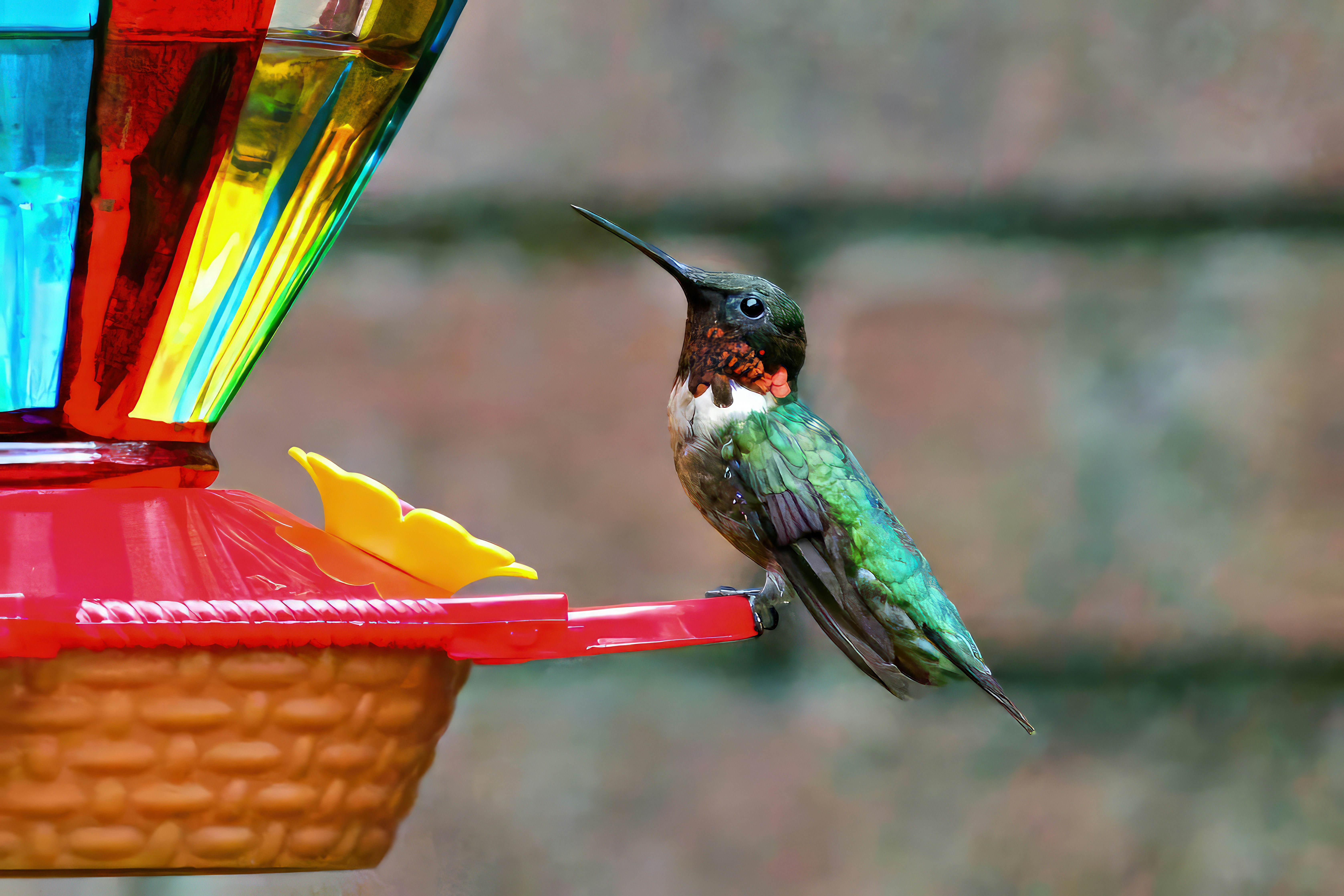 A hummingbird perches on a hummingbird feeder photo – Free Bird Image ...