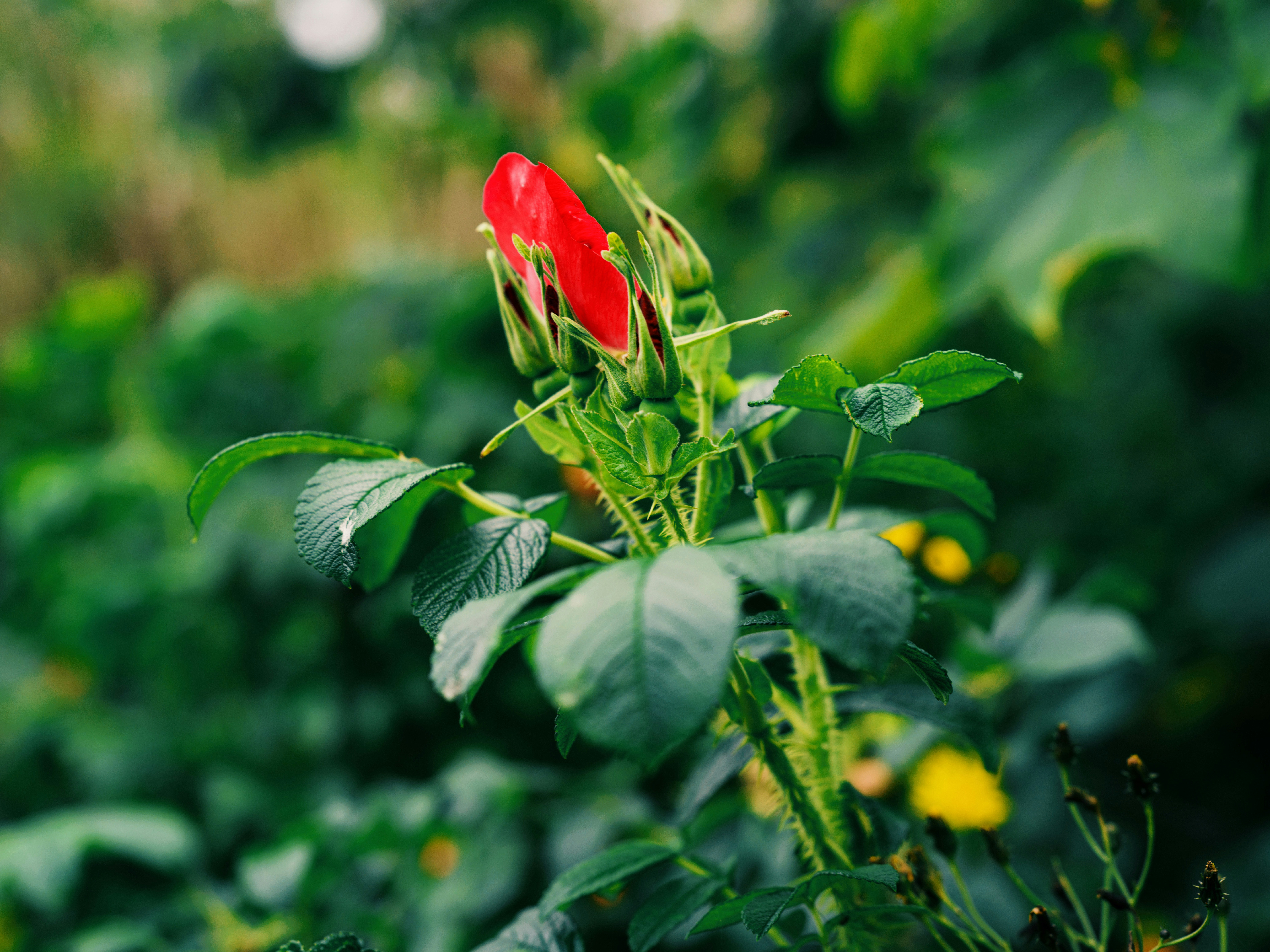 Crimson Bud Amid Verdant Veil