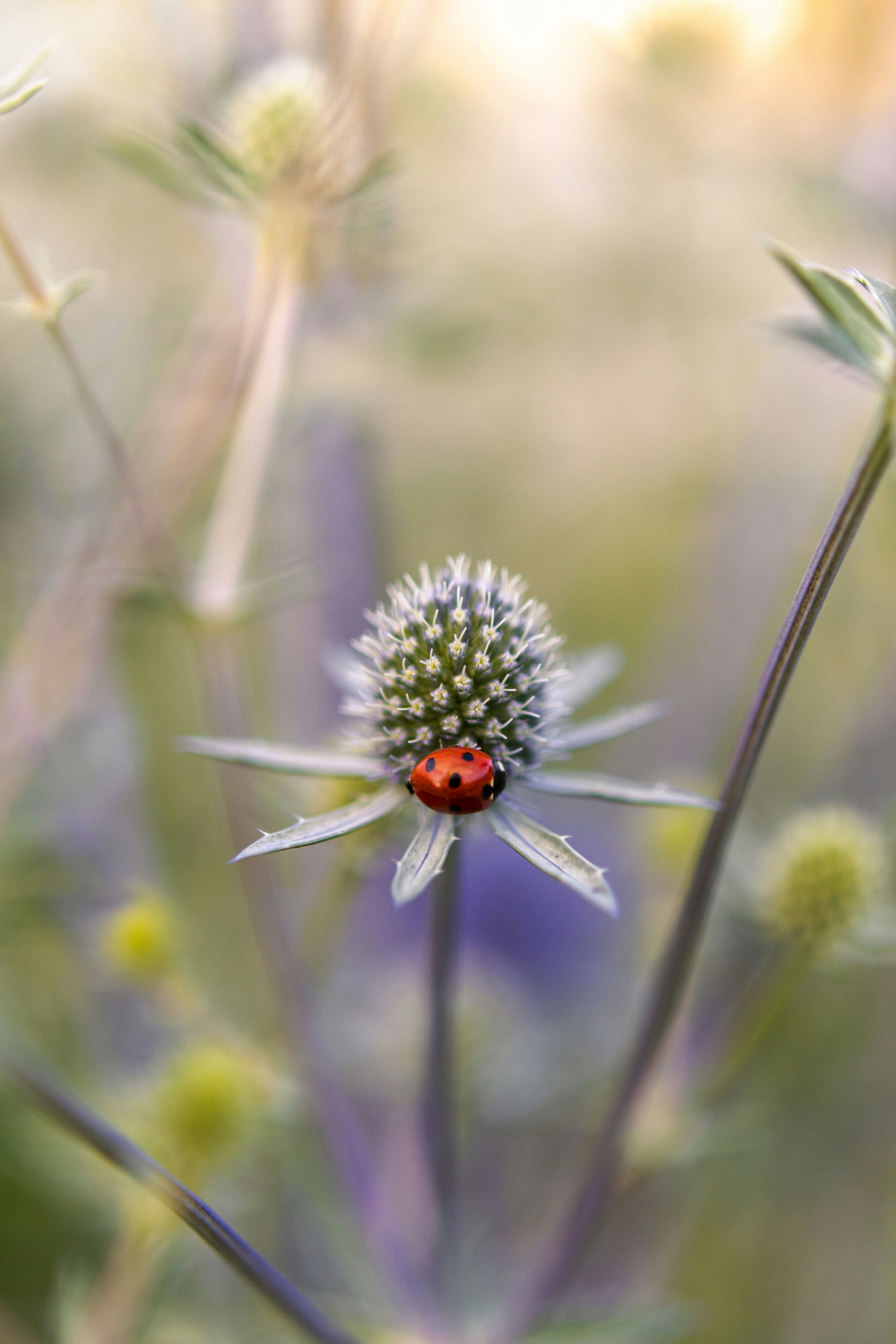Ladybug on a flower