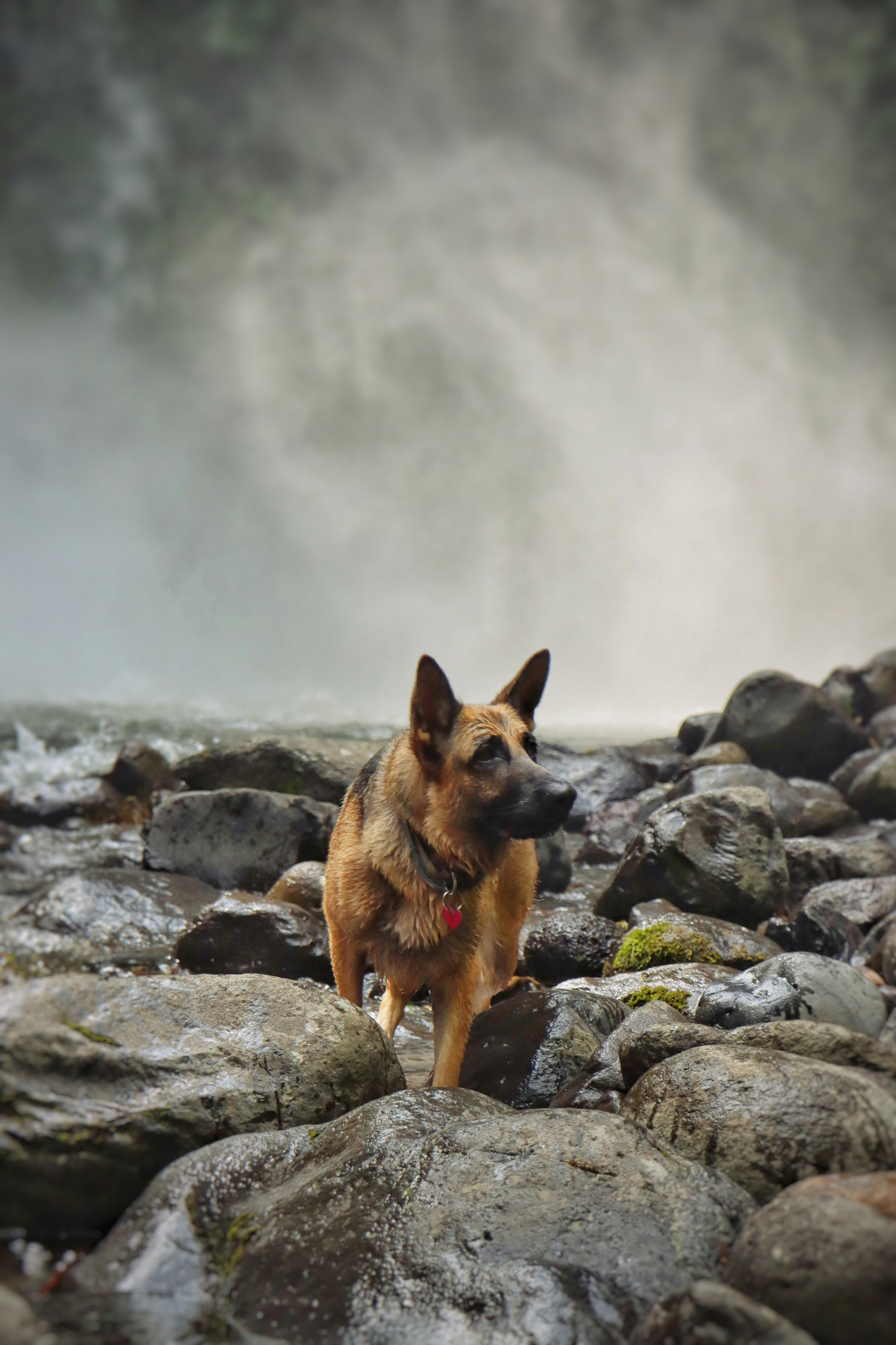 Stonebound Watchdog on a Misty Riverbank