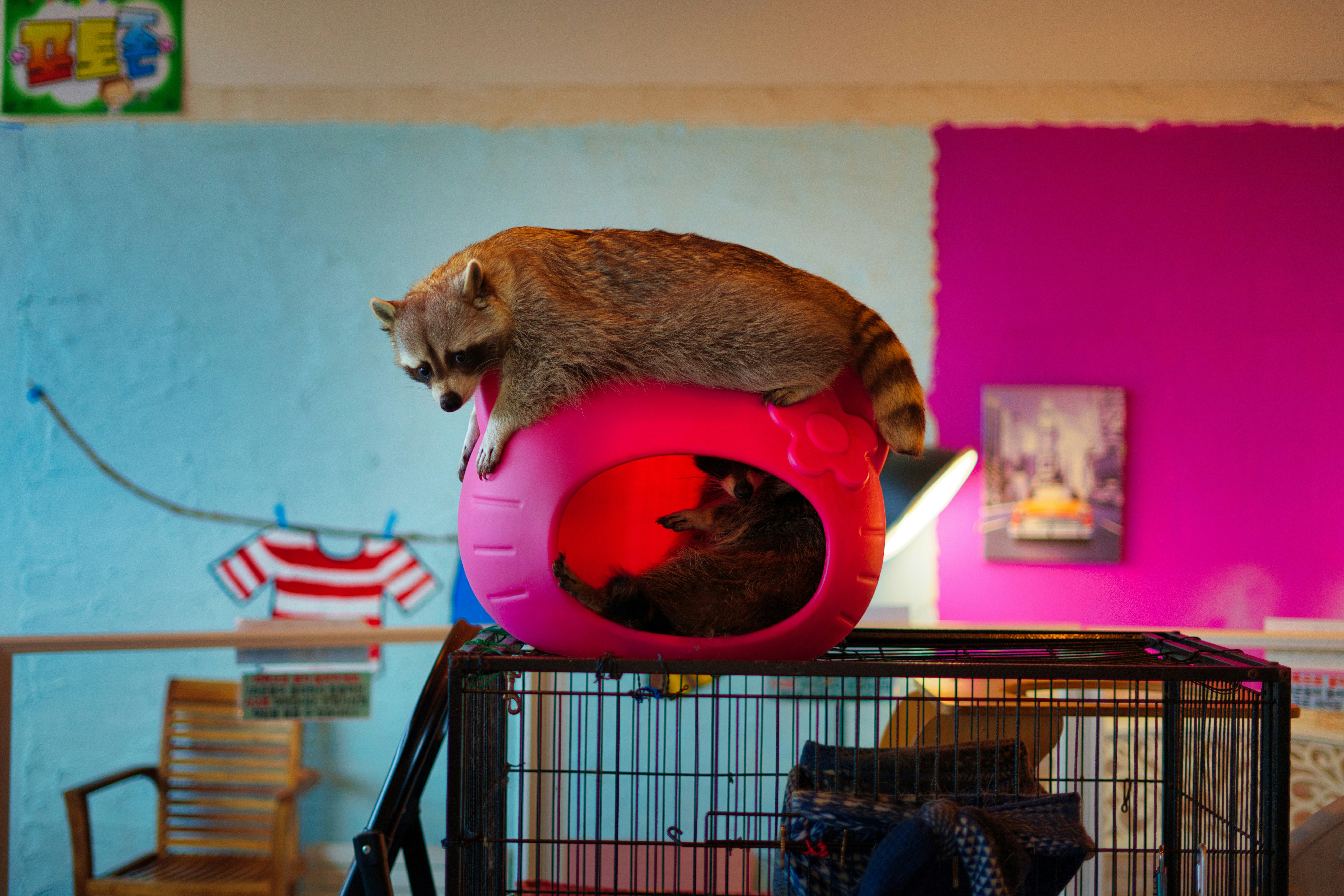 Feline Acrobat on a Neon Pink Dome Above a Cage in a Color-Pop Studio