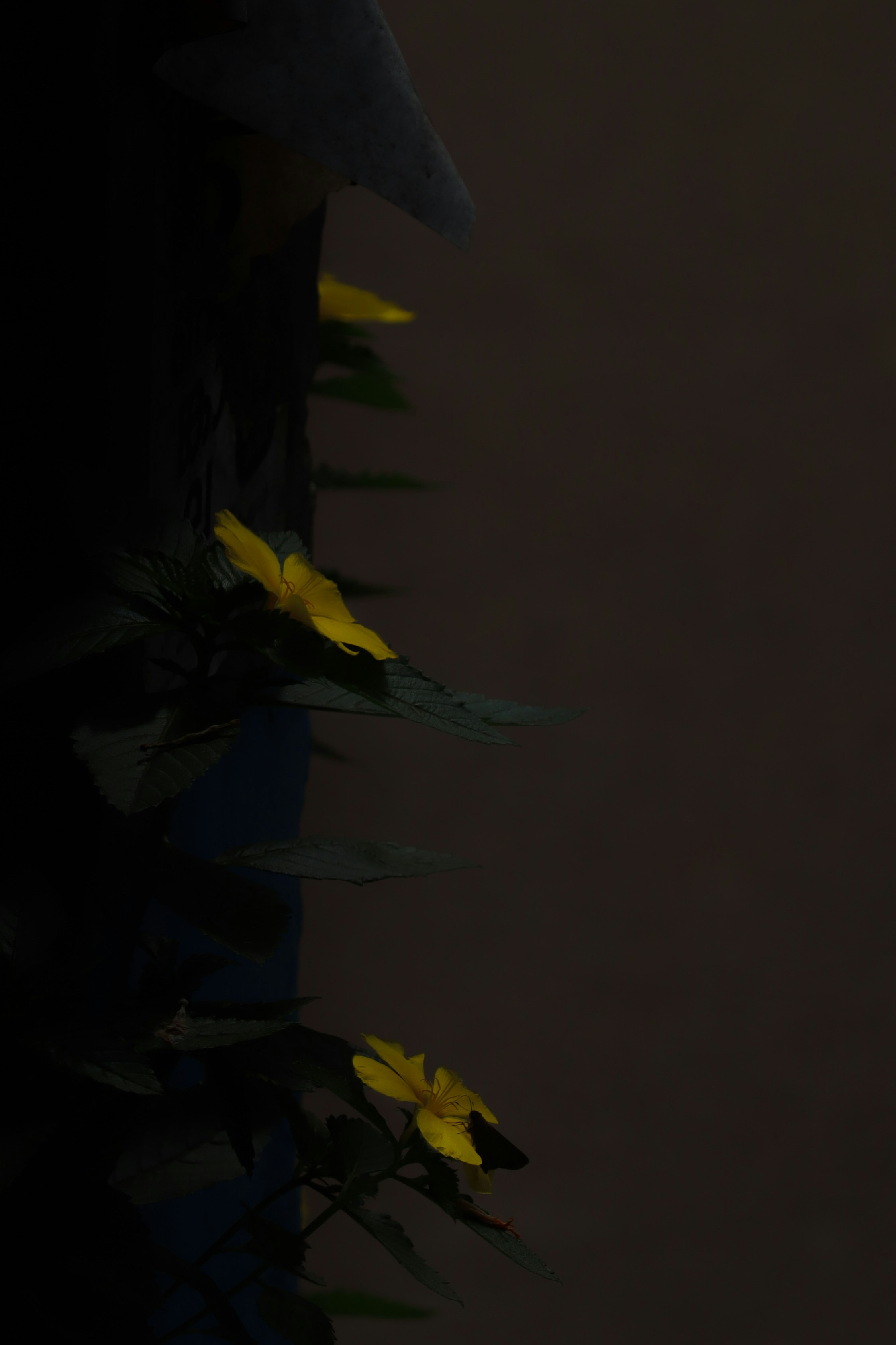 Left Edge of Light: Yellow Blooms Against a Shadowed Wall