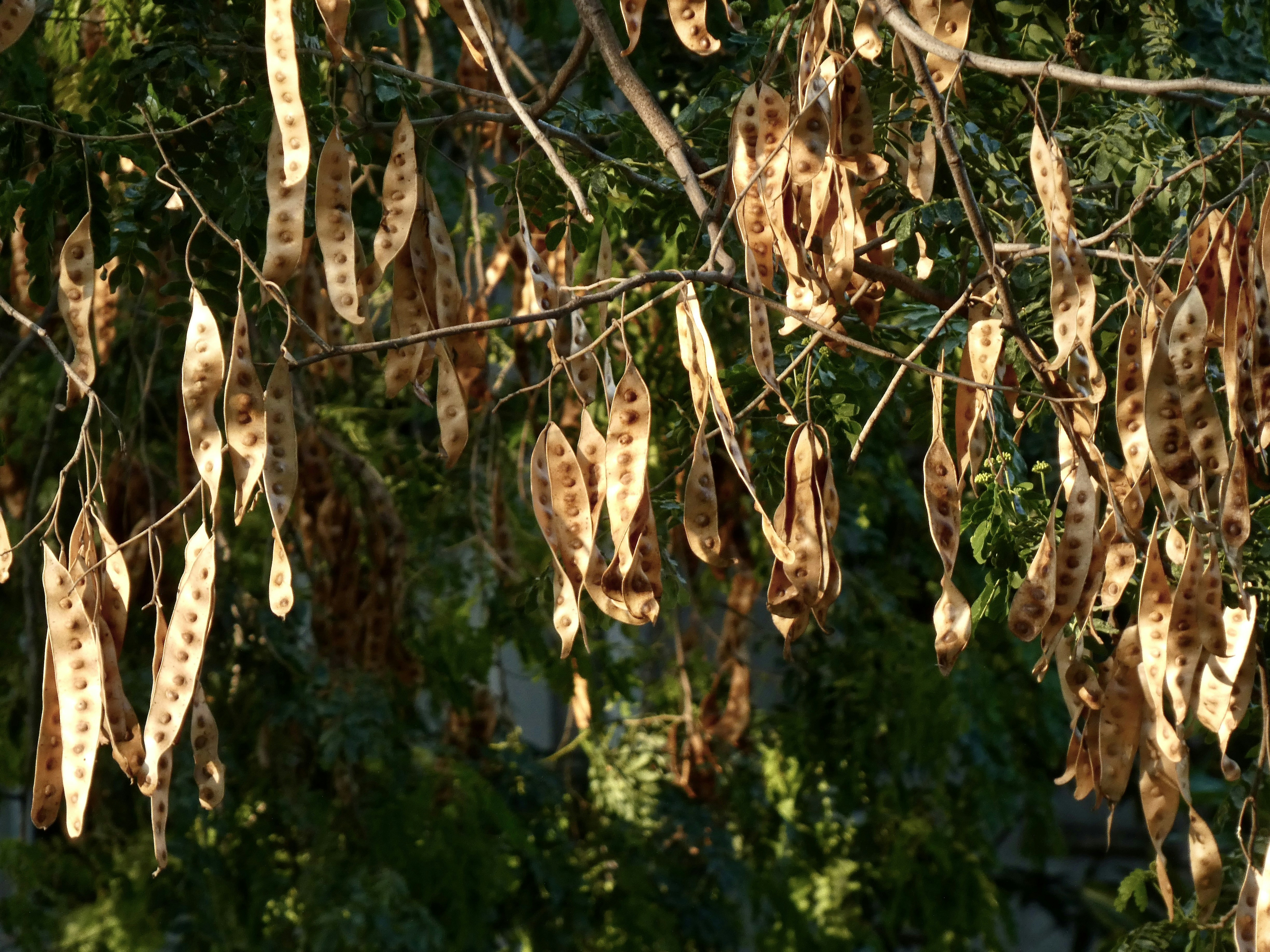 Photo by Akash Ravuri with Panasonic Lumix FZ80