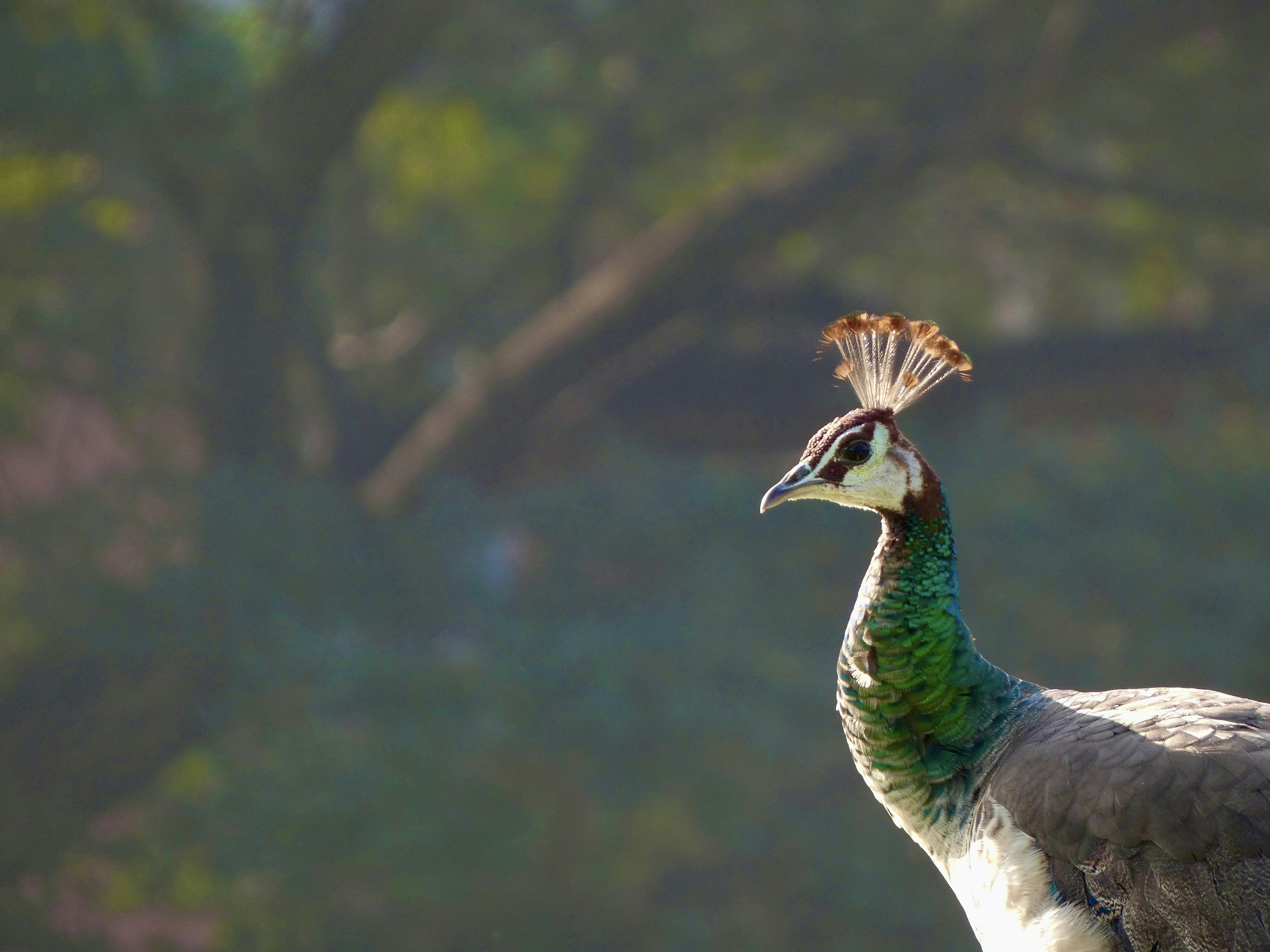 Emerald Crest at the Garden's Edge: A Peacock in Soft Backdrop Blur