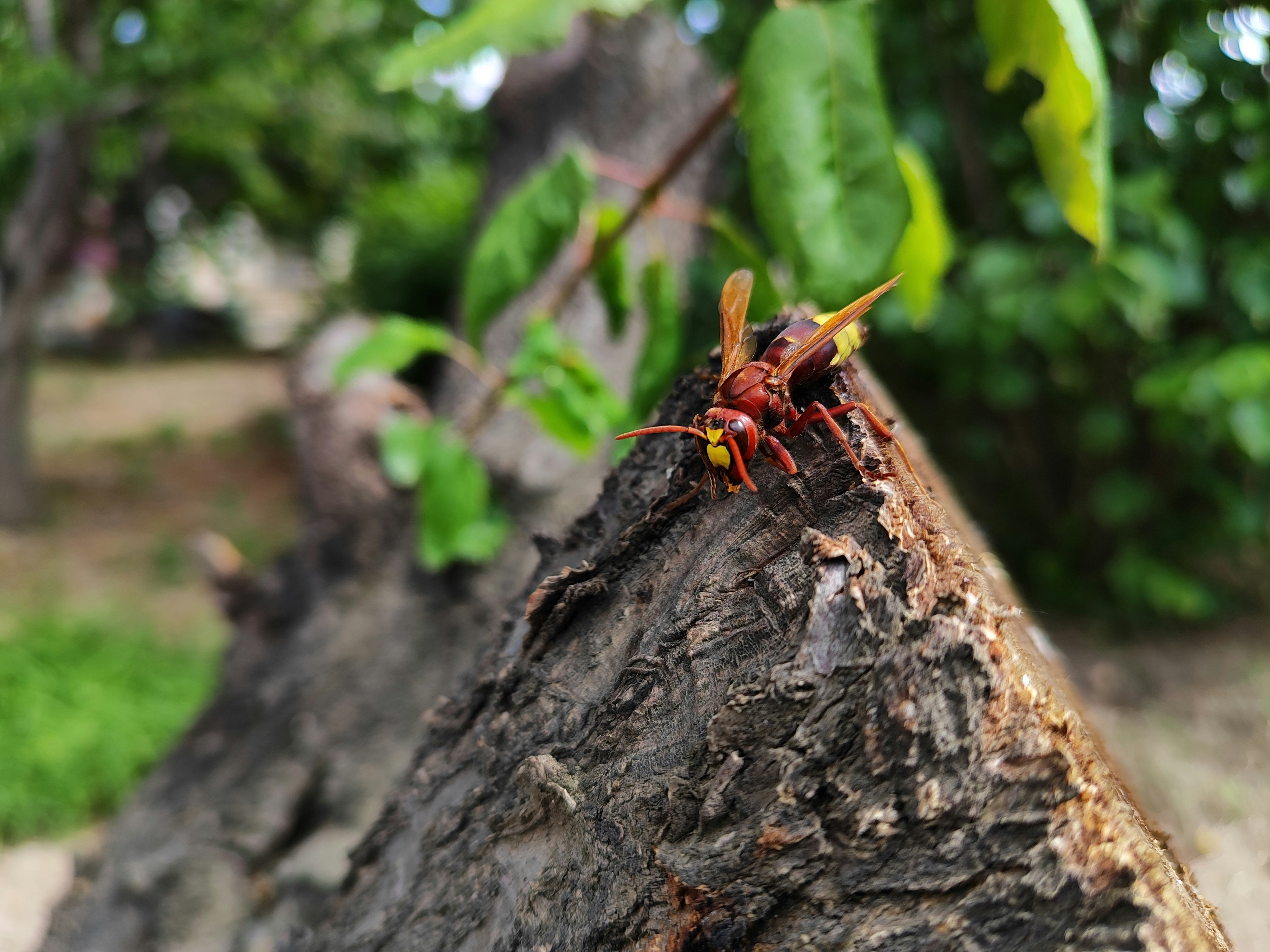 Close-up photograph of a hornet perched on a rough tree stump, with blurred green foliage in the background.