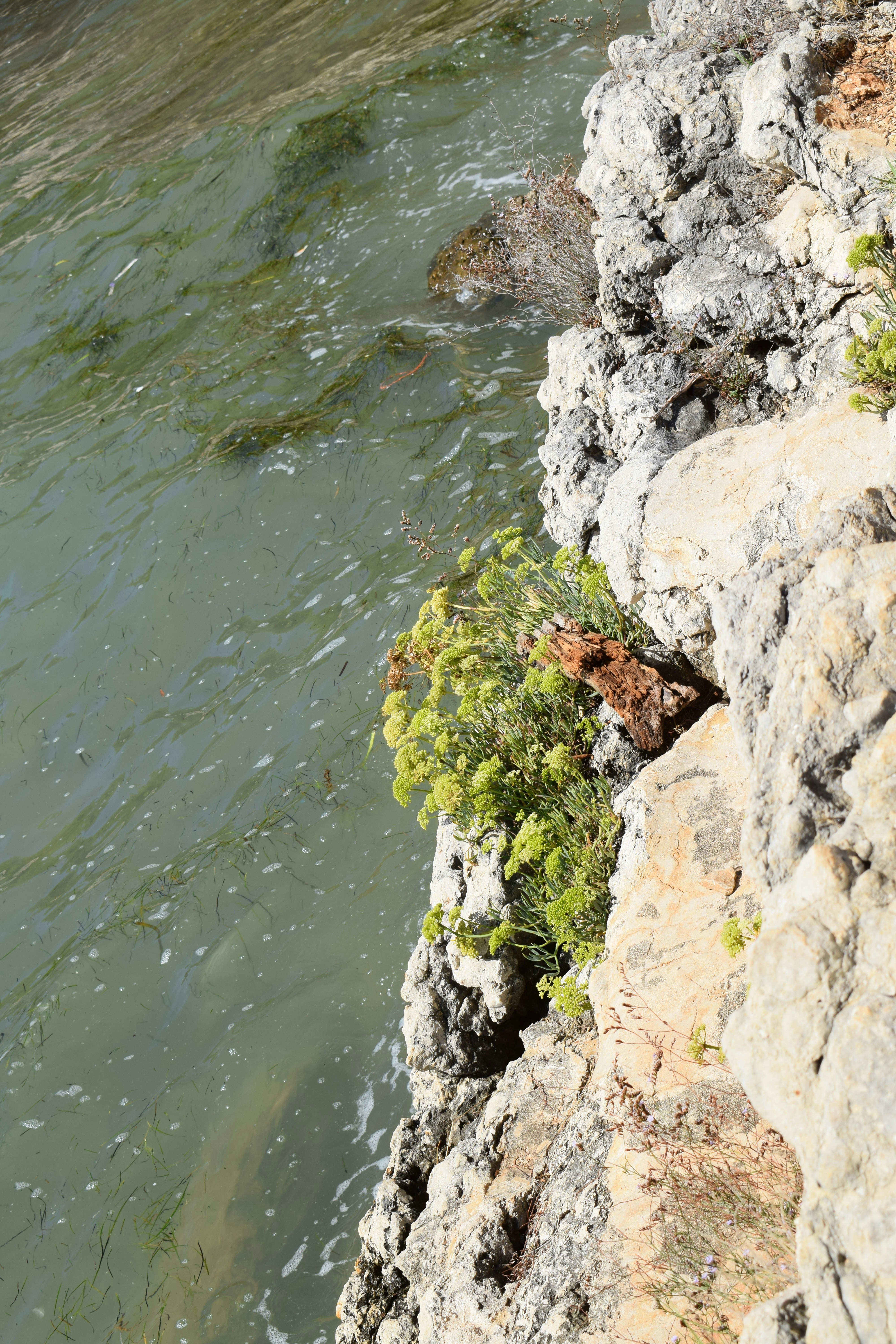 Wild plant finds a way to grow in rocks on the beach.