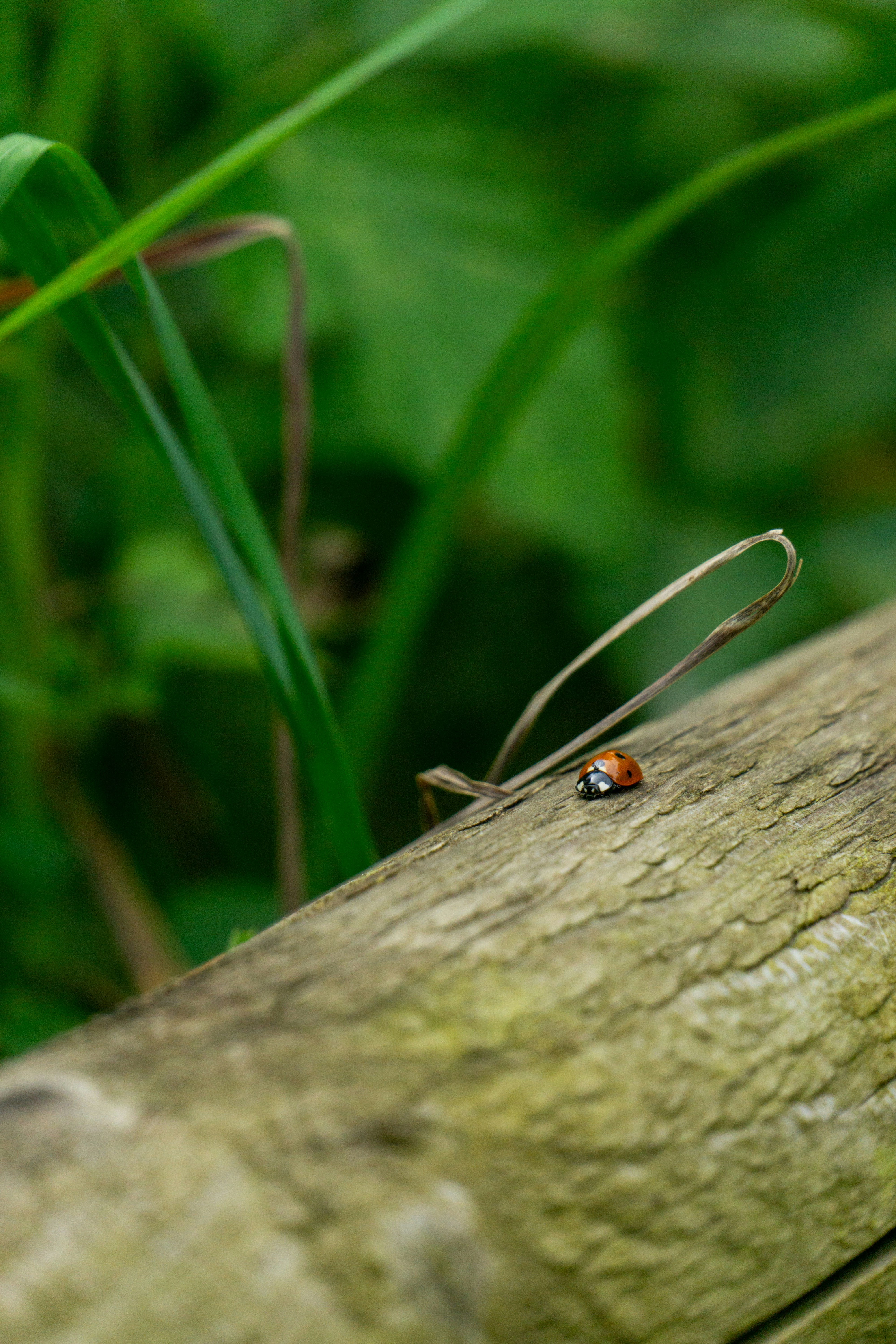 A small insect sitting on a log in the grass photo – Free Ladybug Image ...