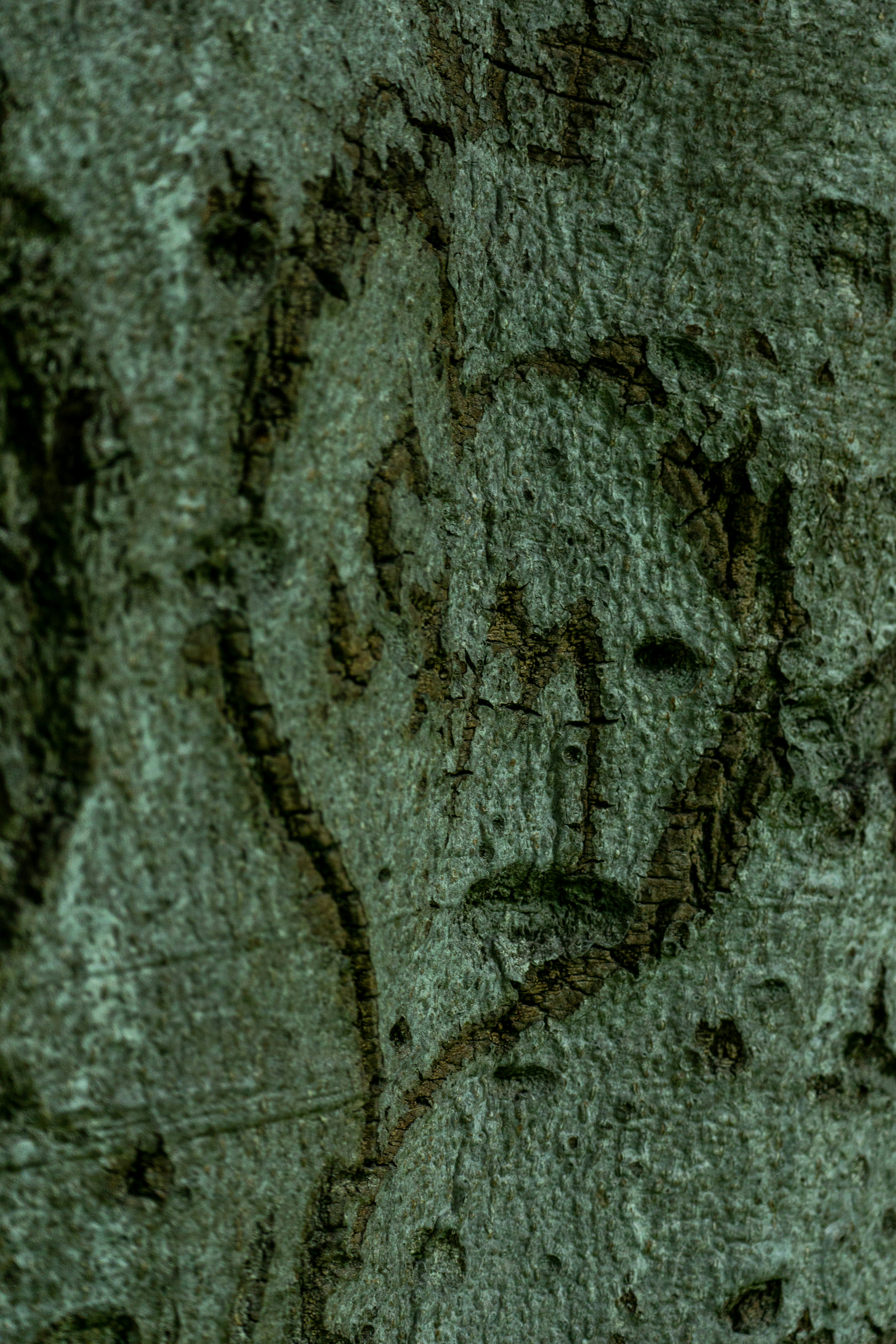 Intricate carvings resembling a face etched into the bark of a tree, showcasing the intersection of nature and human expression.