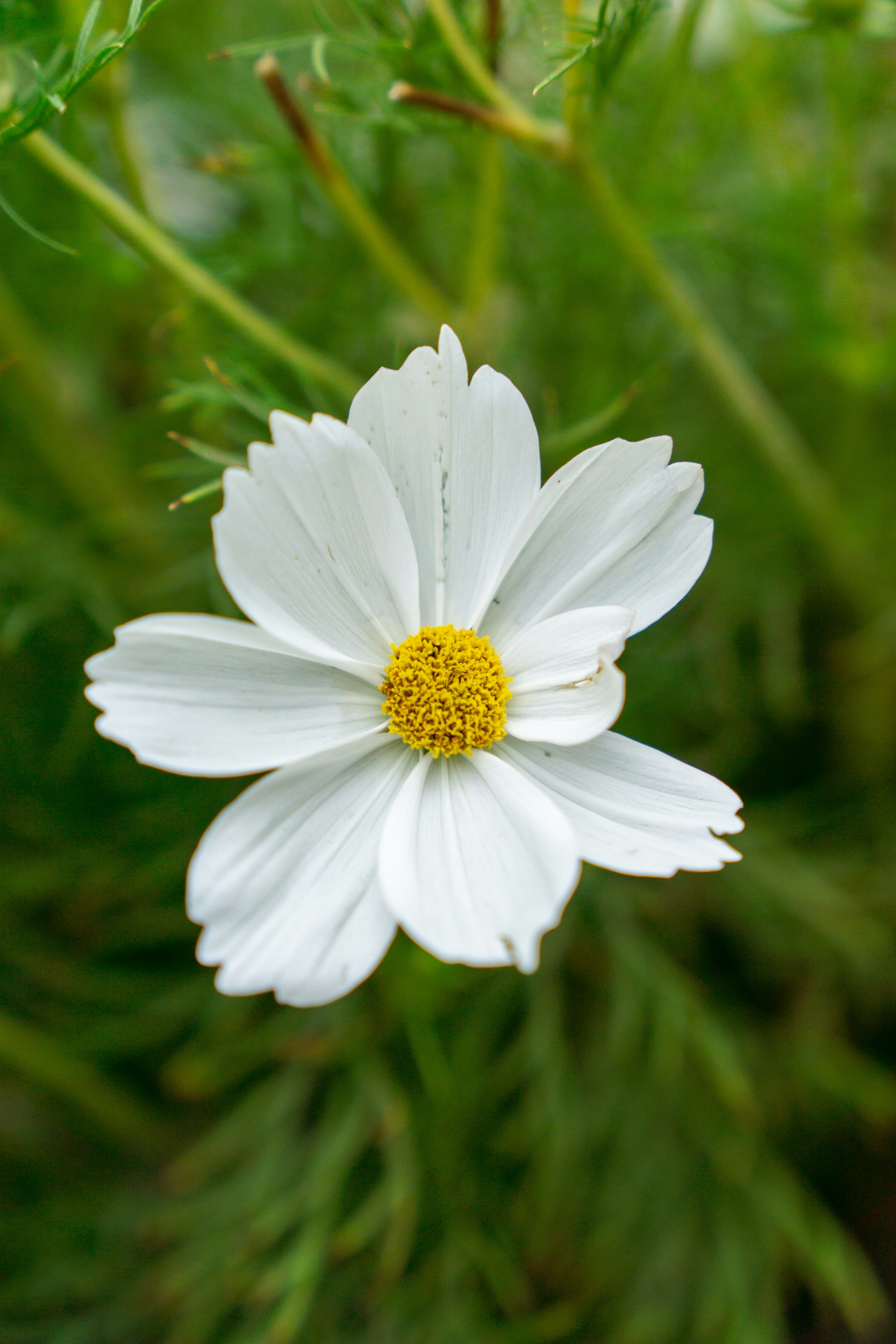 Photo by Robert Schwarz with Sony Alpha 6000