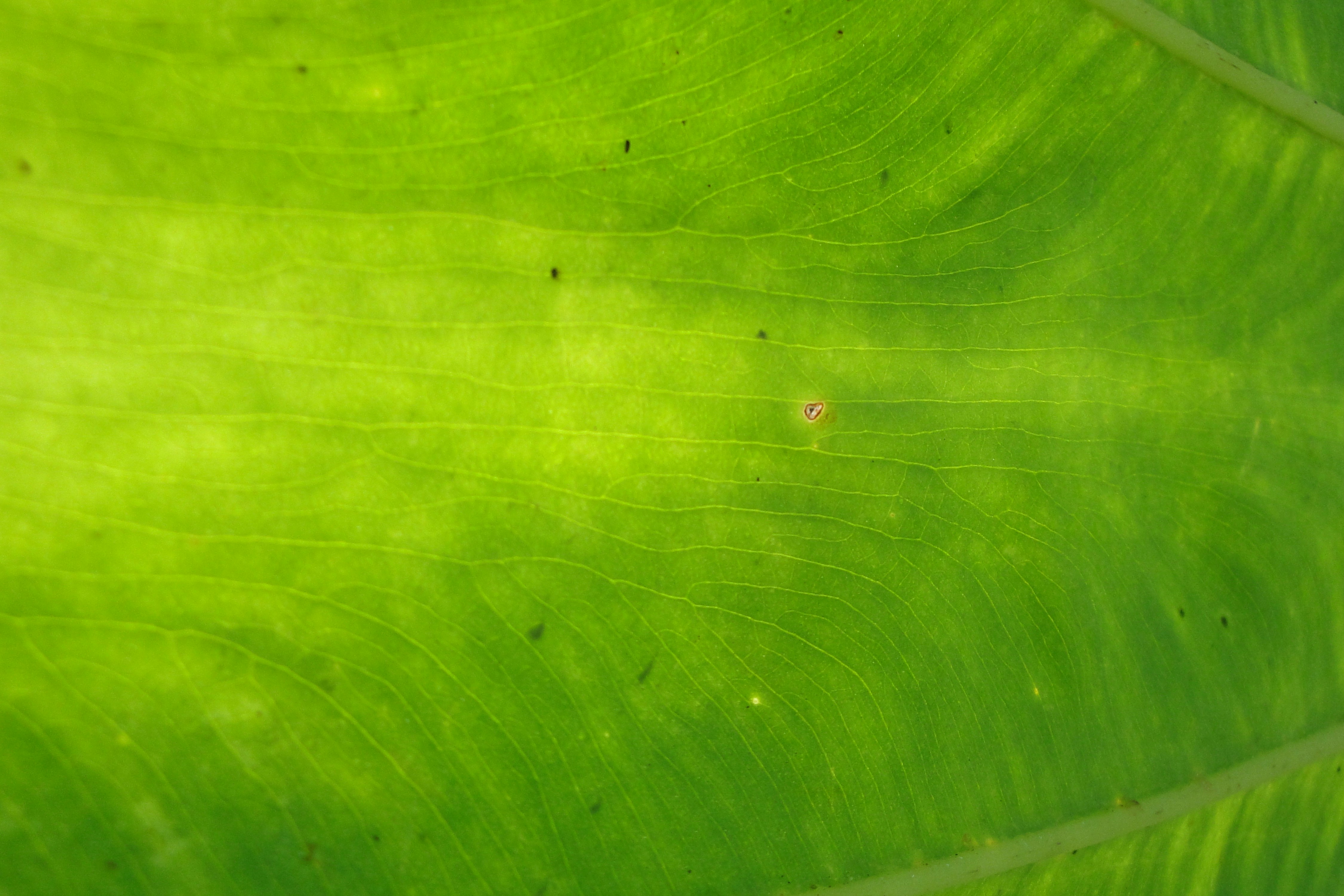 Macro photograph of a vibrant green leaf, highlighting its vein pattern and subtle texture. A tiny reddish speck marks the focal point near the center.