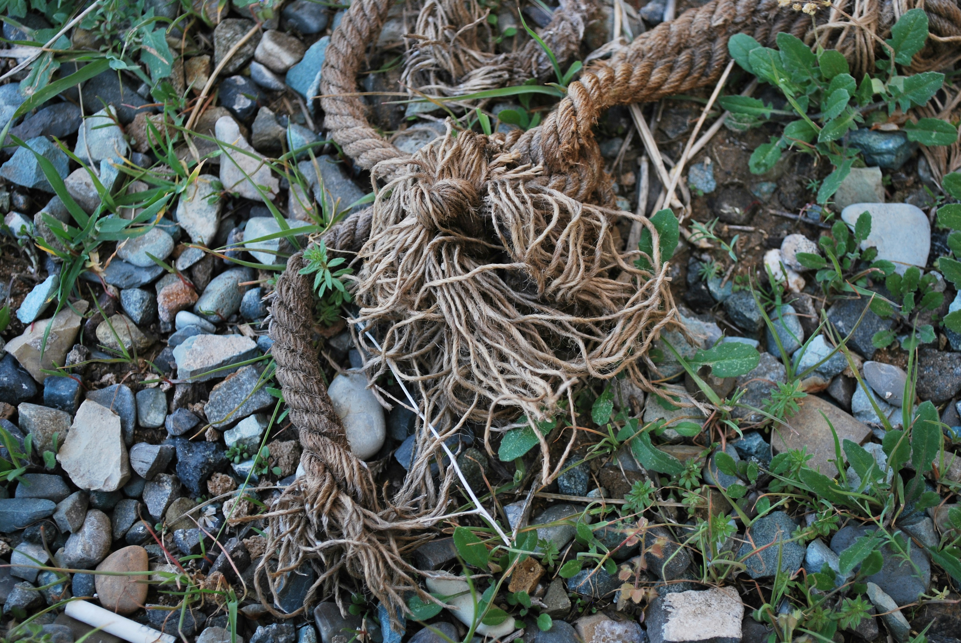 Knot on the Riverbank: Frayed Rope Among Pebbles and Green Shoots