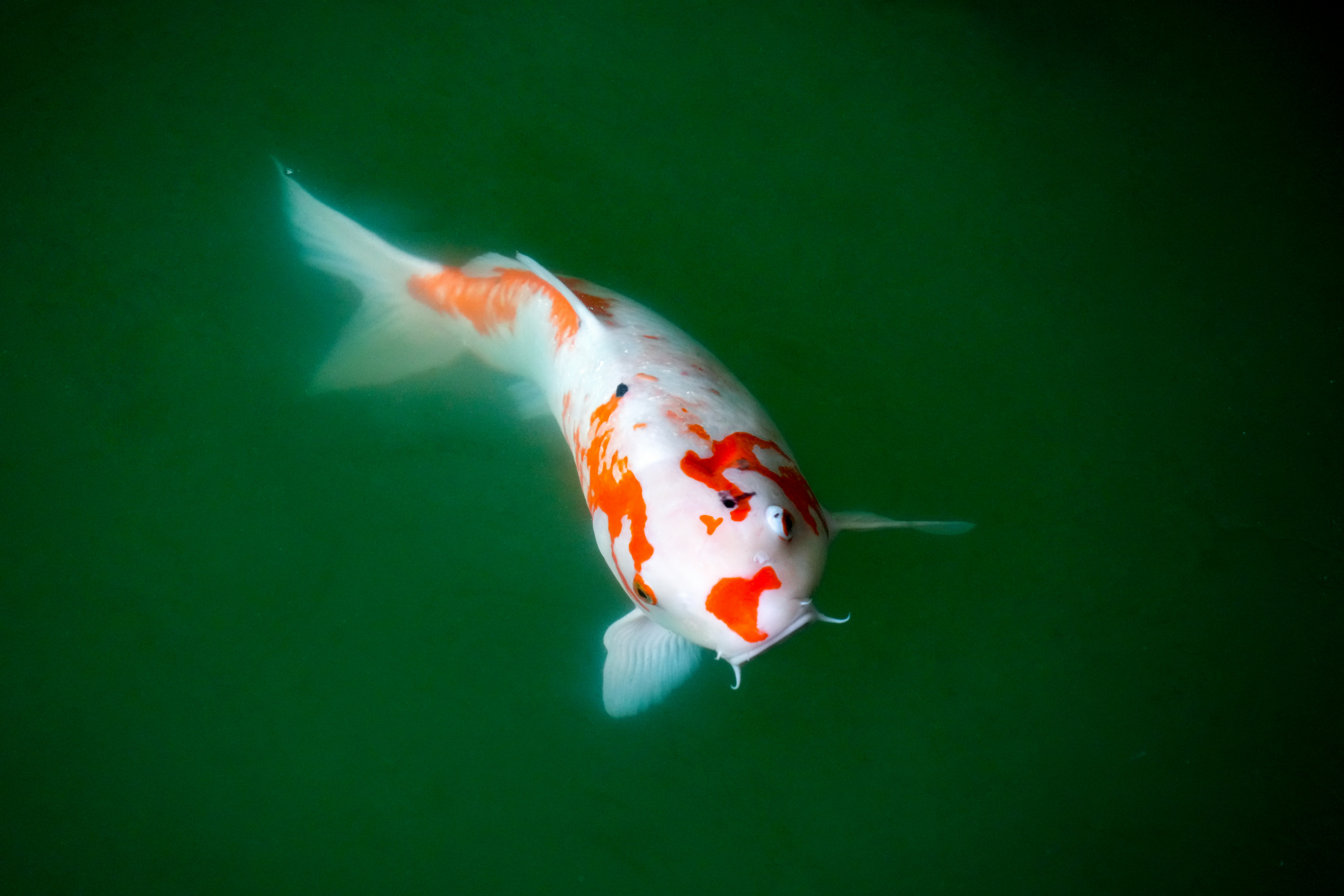 Emerald Drift: A White-And-Orange Koi Gliding Through Verdant Water