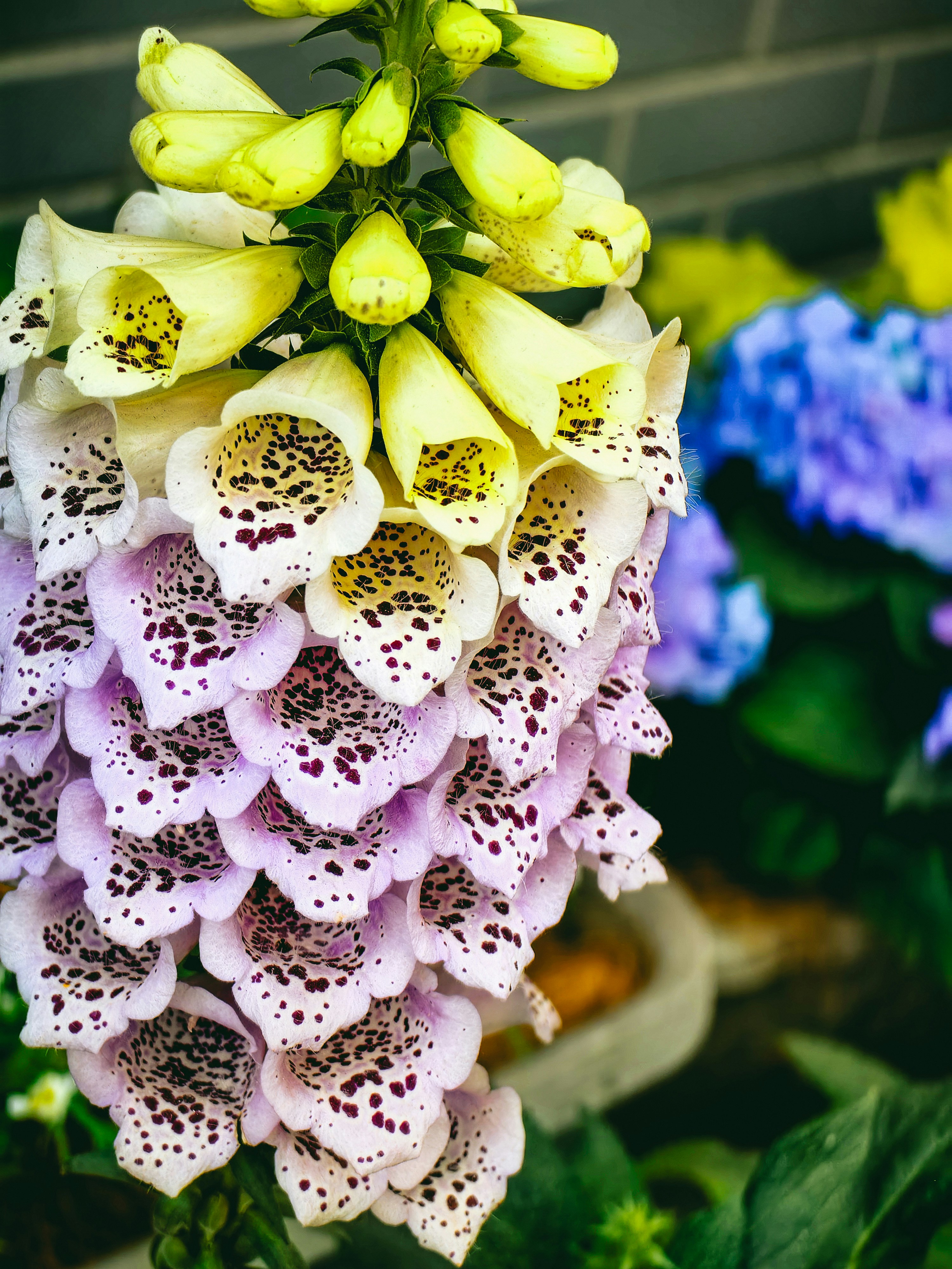 Pastel Foxglove Cascade: Yellow-Tipped Bells Against a Blue Hydrangea Backdrop