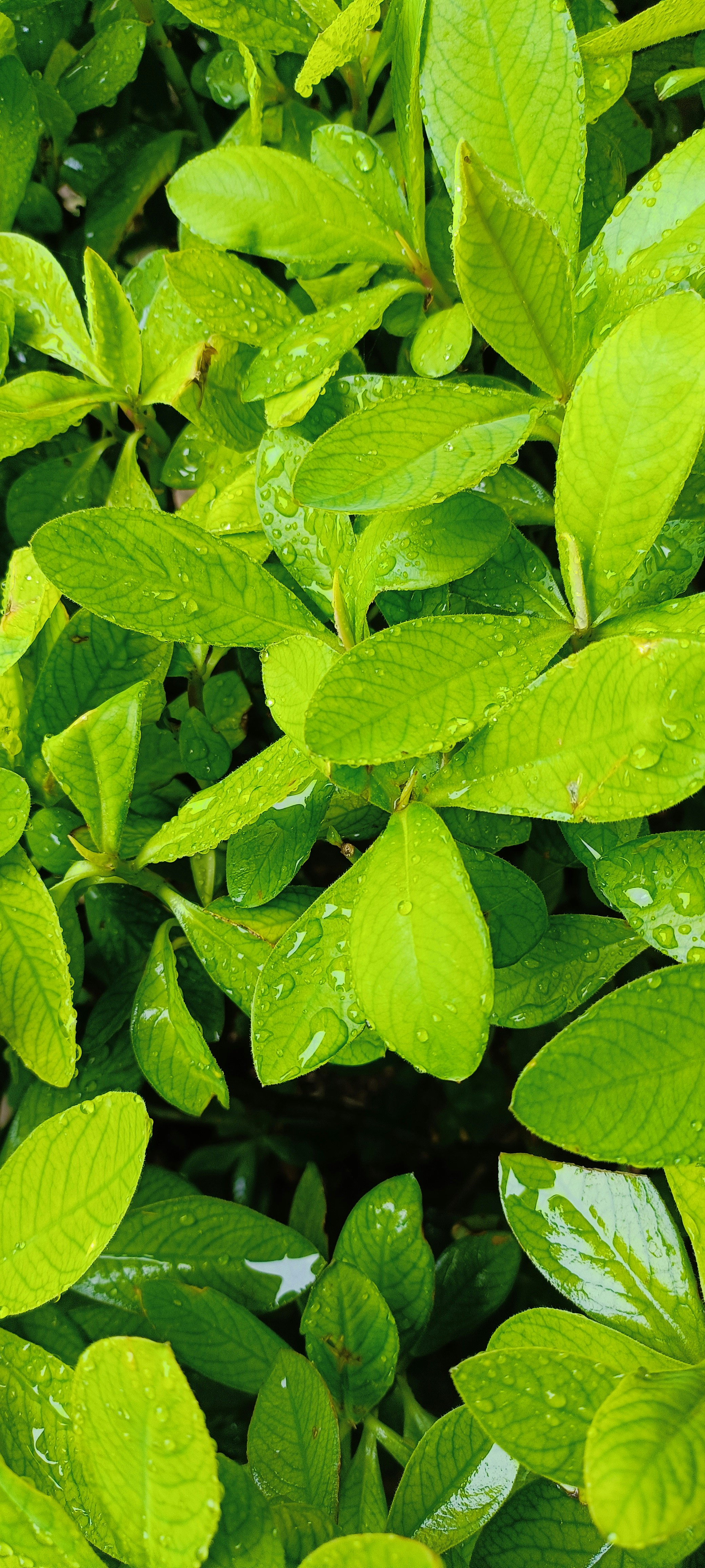 Vibrant green leaves adorned with droplets of water, showcasing the freshness of nature after a rain. The dense foliage creates a rich texture and depth.