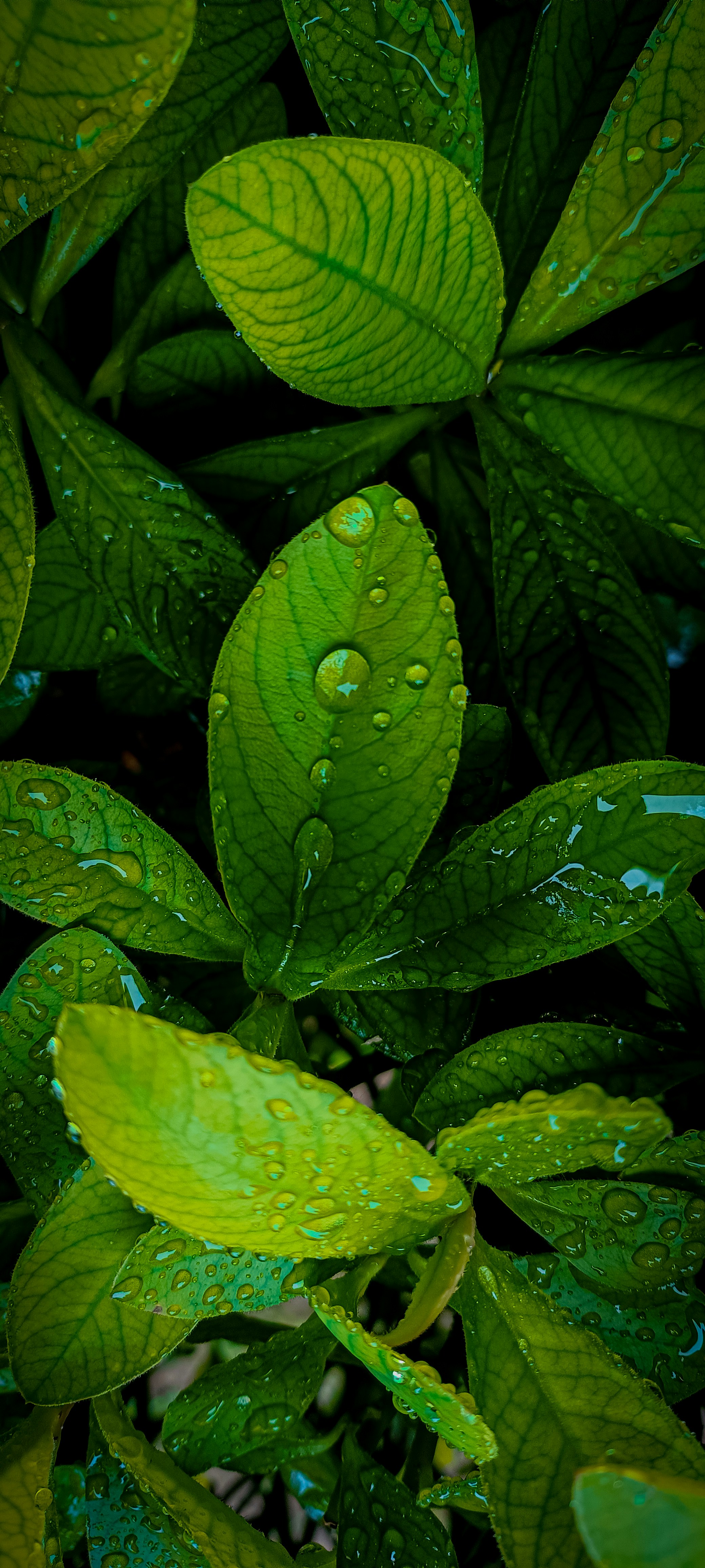 Sample photo from OnePlus Nord CE 2