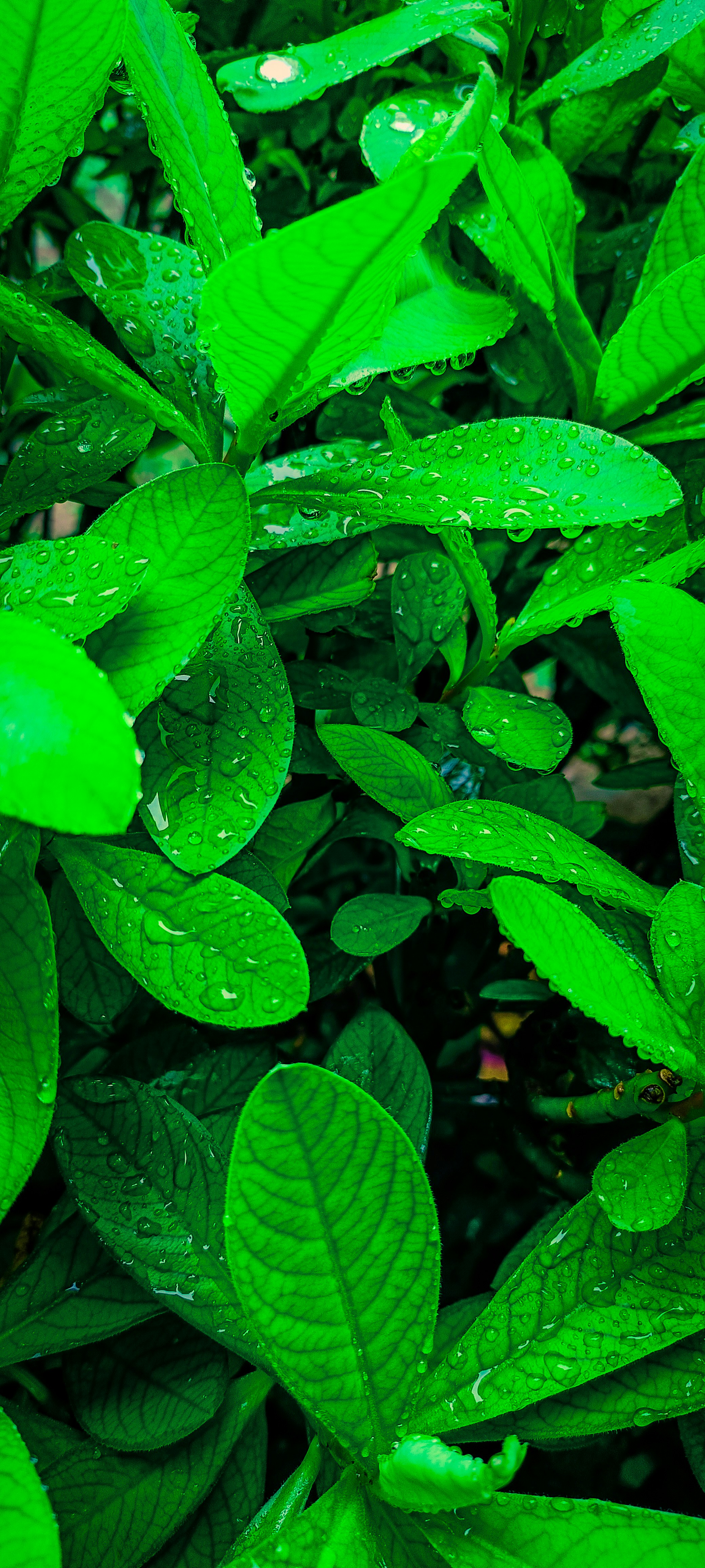 Vibrant green leaves adorned with droplets of water, creating a rich, textured background. The composition highlights the beauty and freshness of nature.