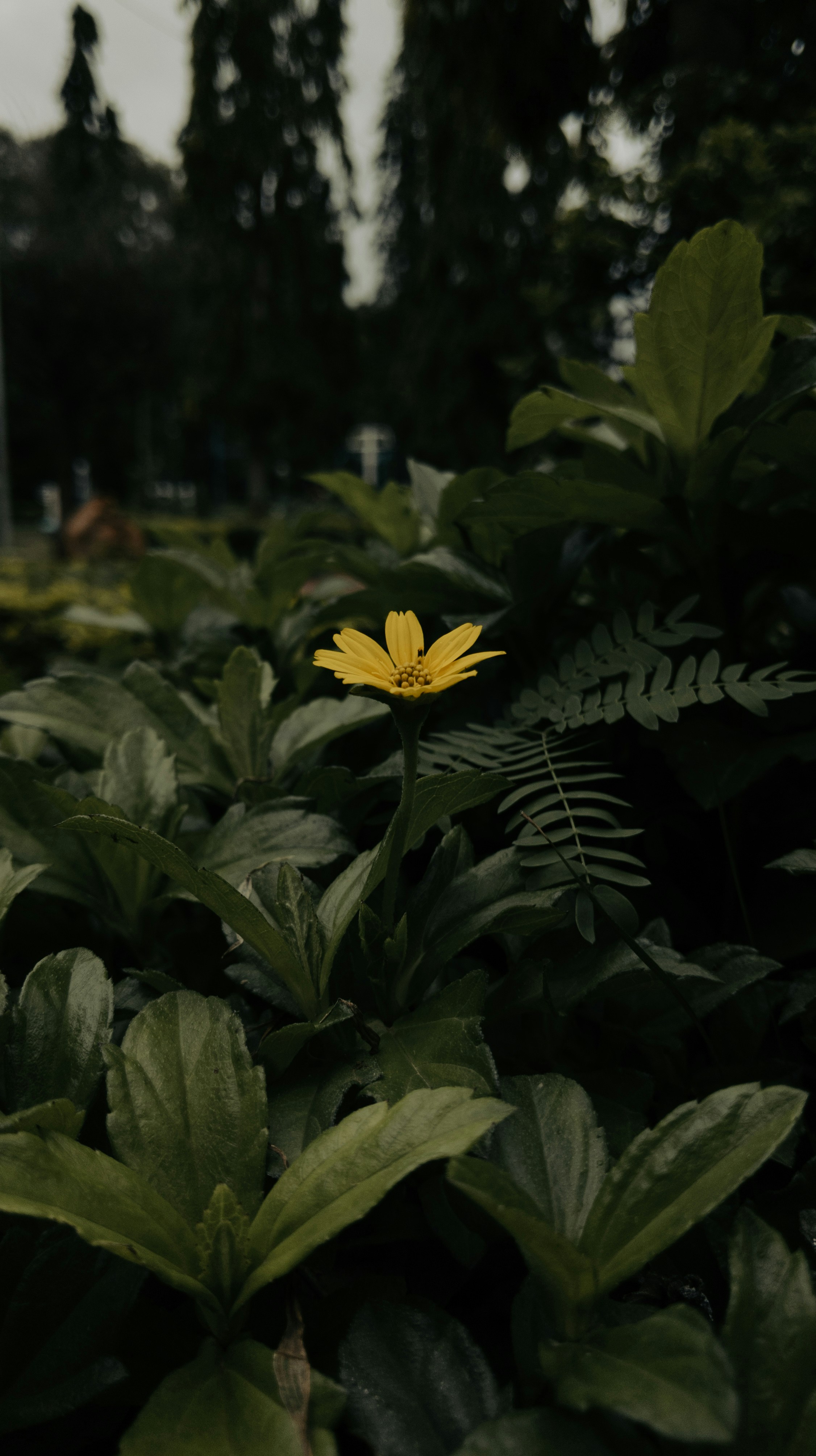 Solitary Yellow Bloom Crowned by Velvet Green in a Shadowed Garden