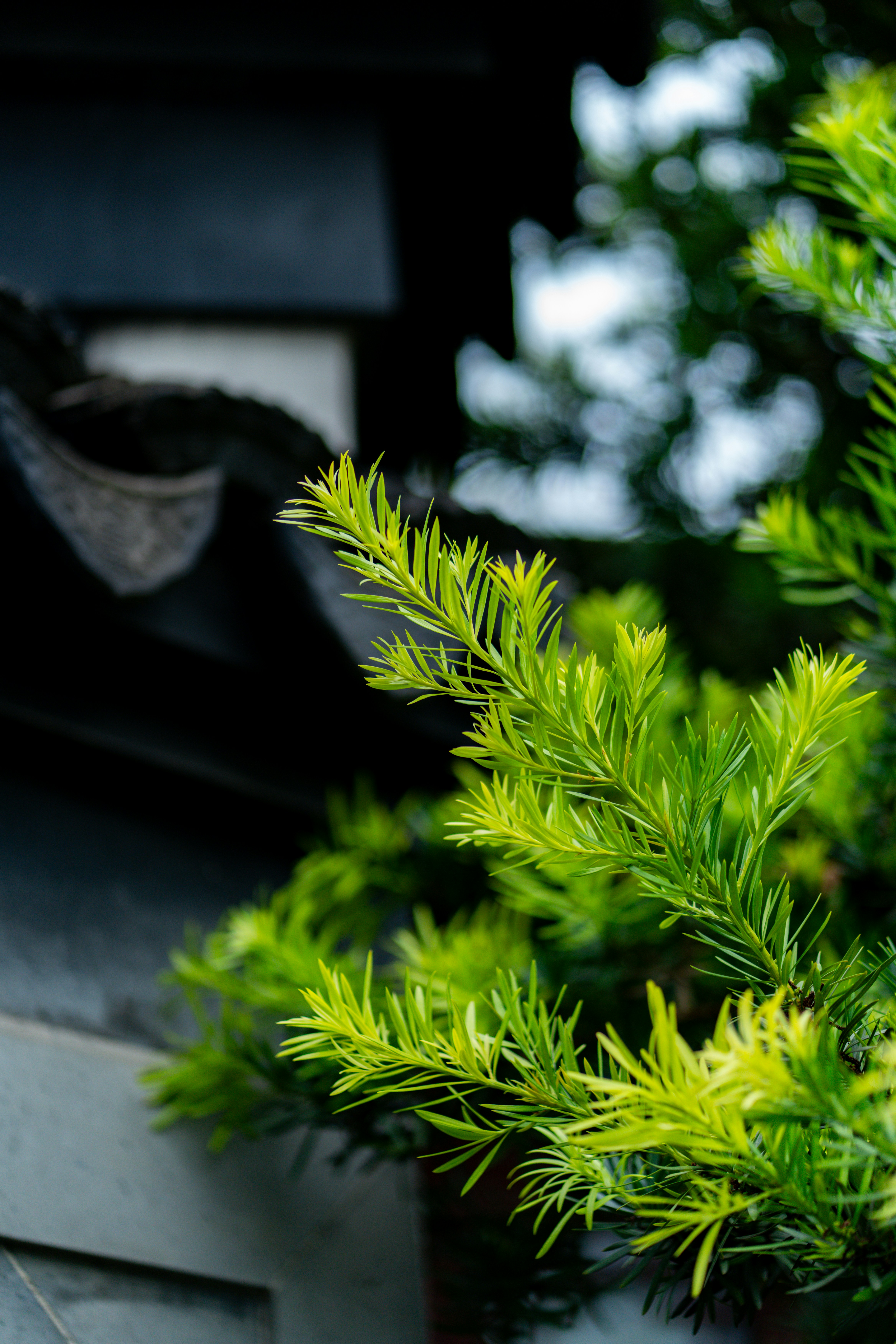 Emerald Fronds in a Quiet Shrine Backdrop