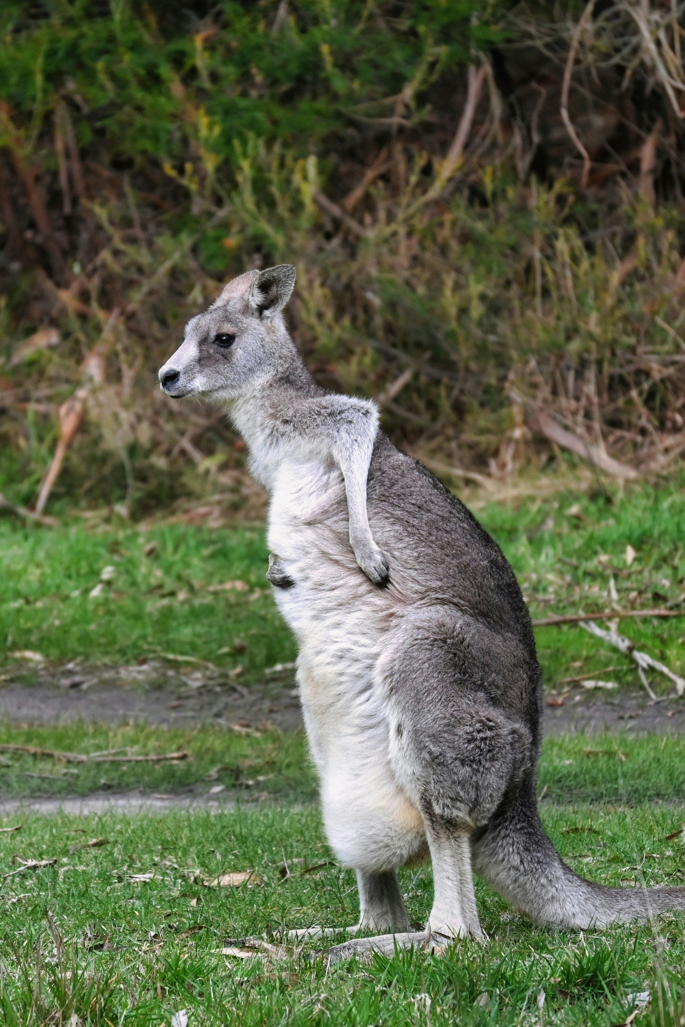 Kangaroo standing upright in a grassy area, seemingly lost in thought. The natural setting enhances the kangaroo's relaxed demeanor.